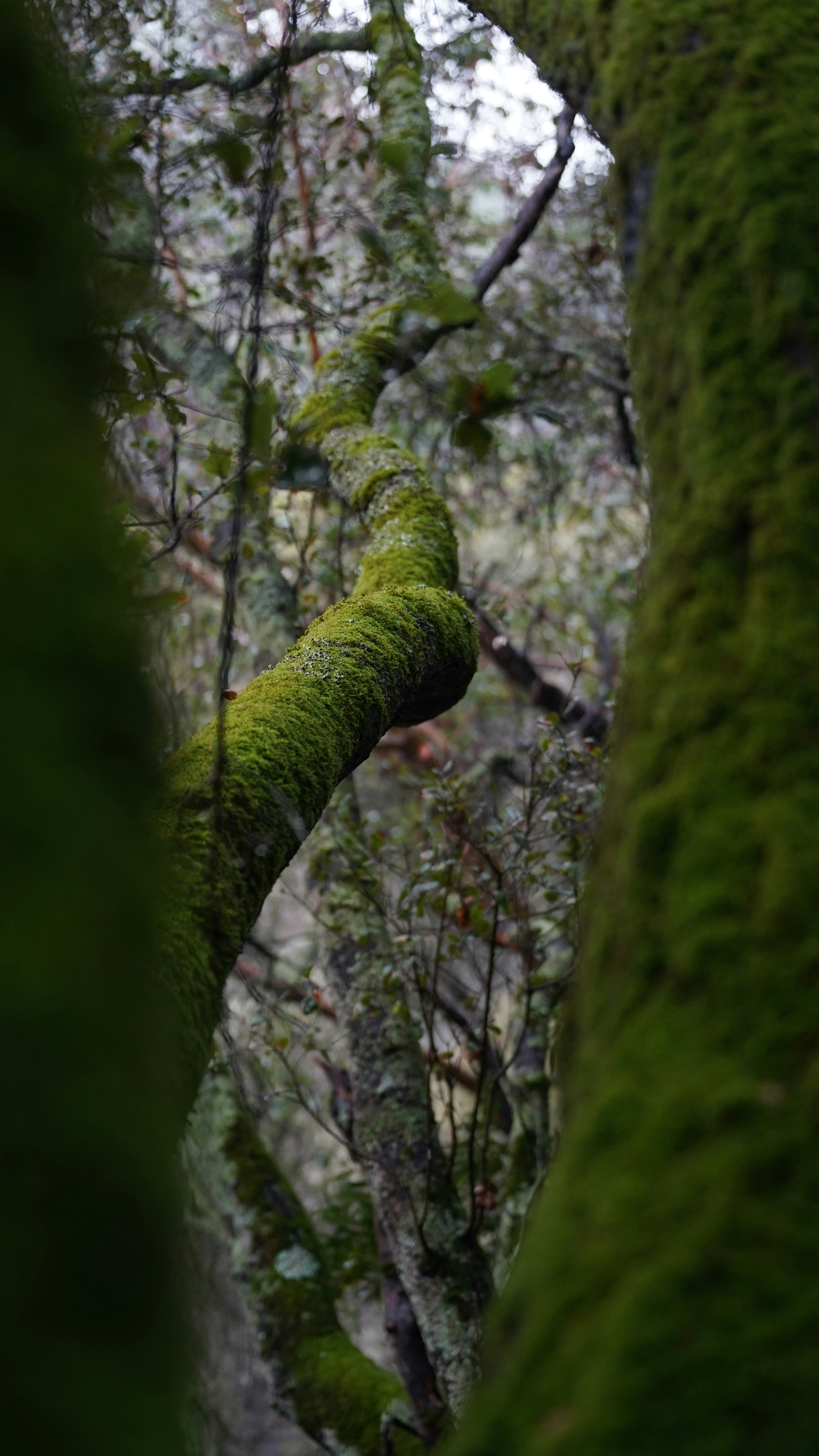 Forest Corridor: A Moss-Covered Branch Reaches Through Shrouded Green