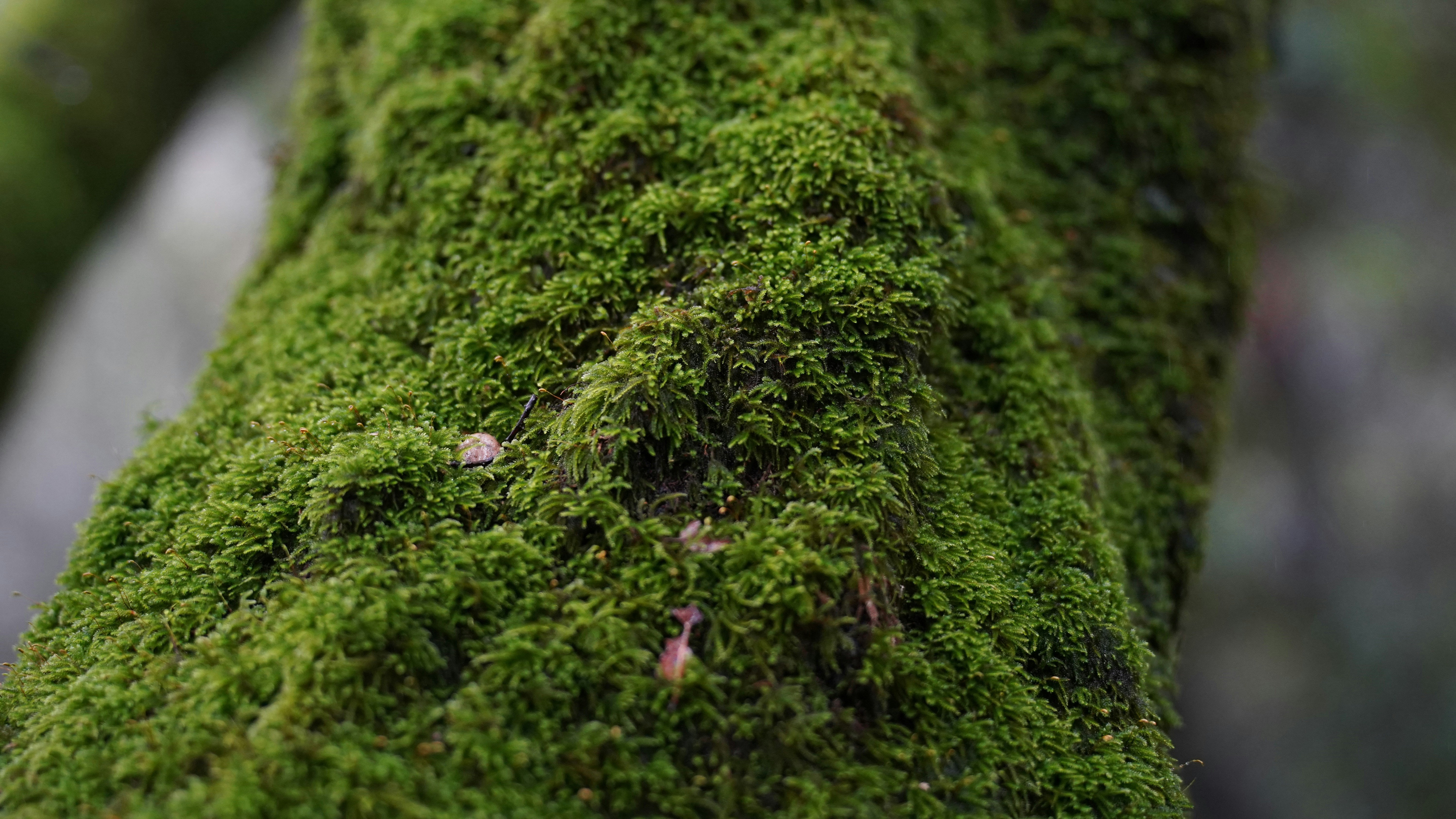 Verdant Trunk: a mossy close-up of forest life
