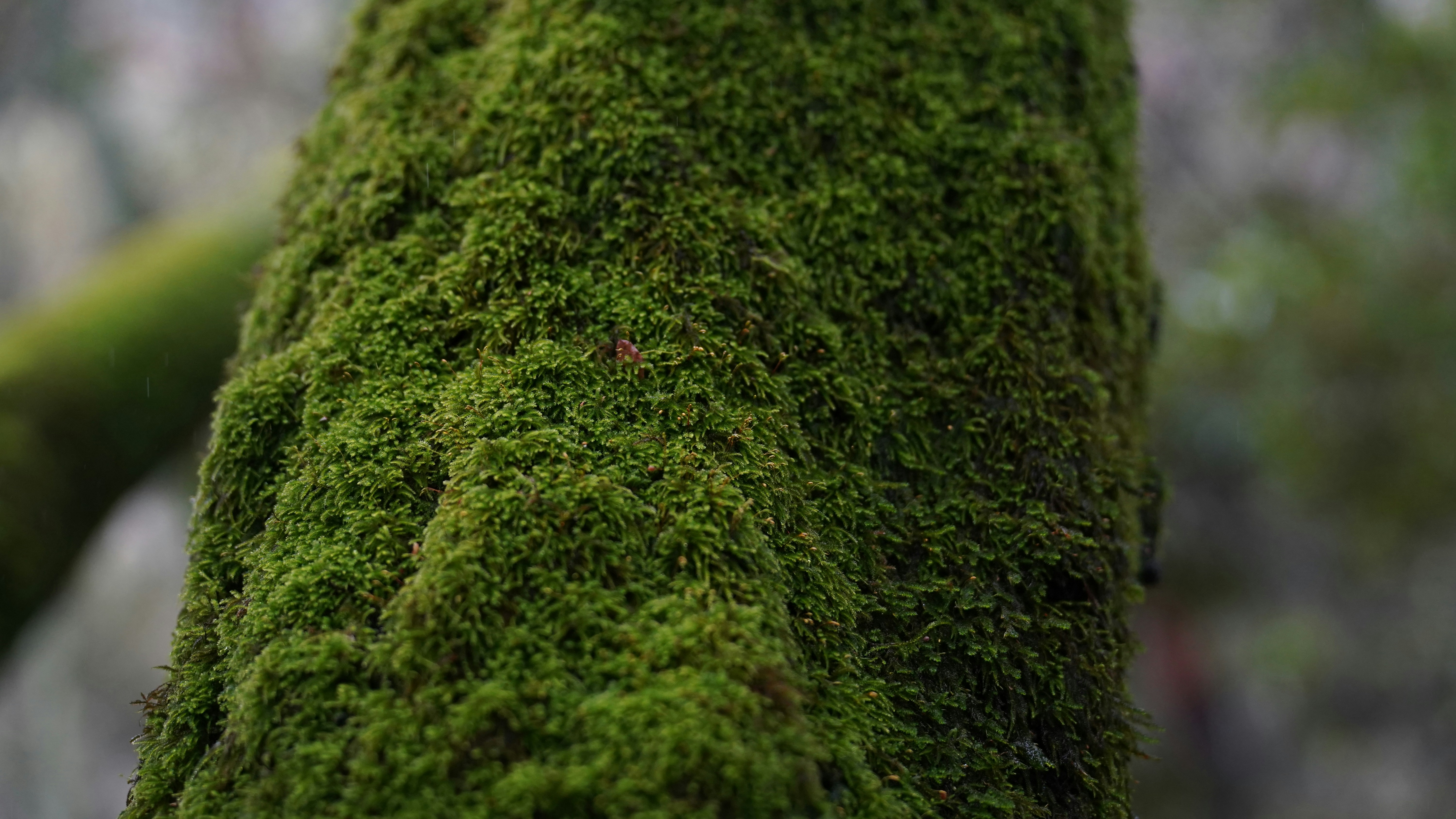 Moss-Cilled Trunk in a Quiet Forest