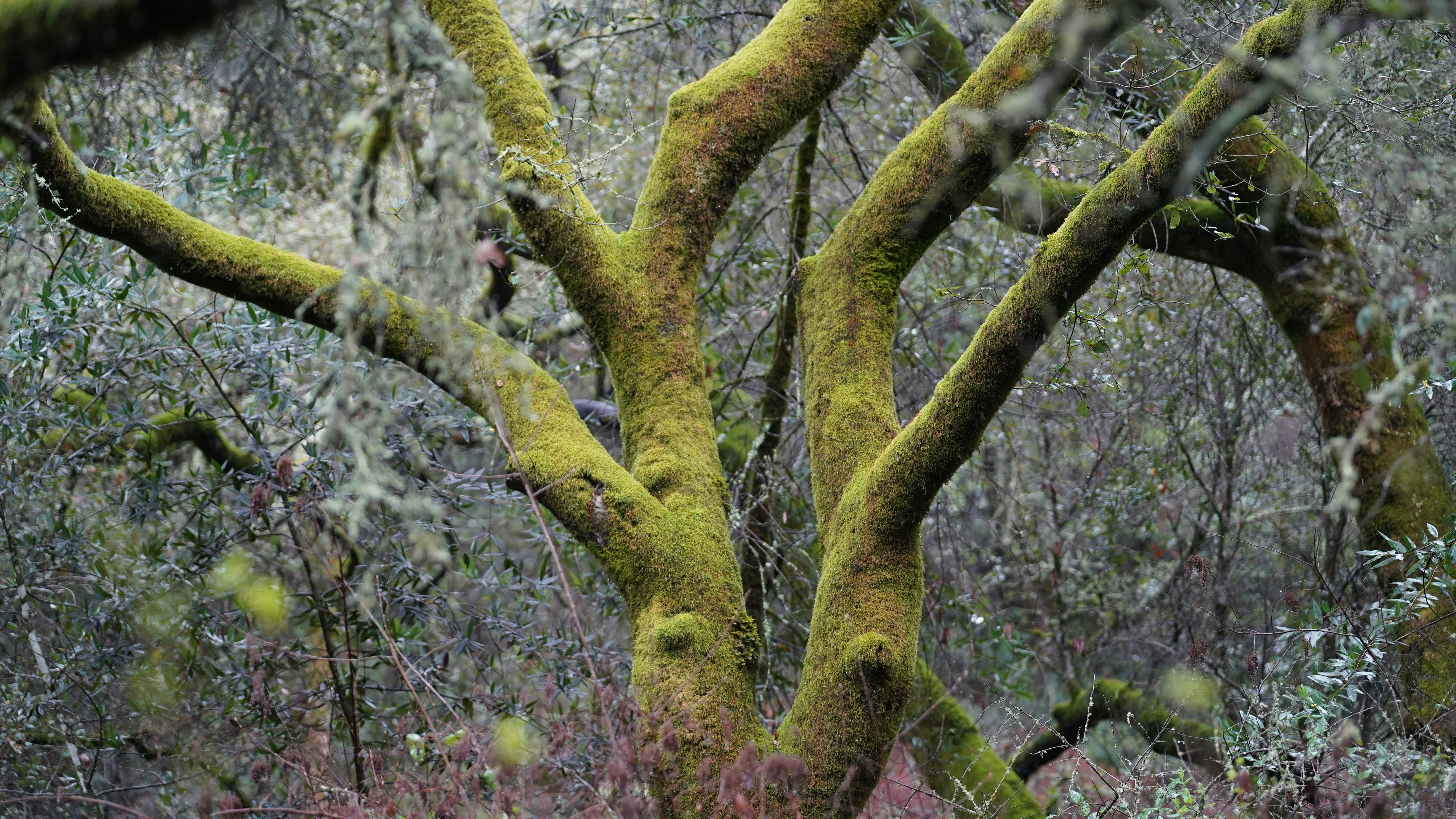 Moss-Clad Trunk Network: A Quiet Forest Portrait