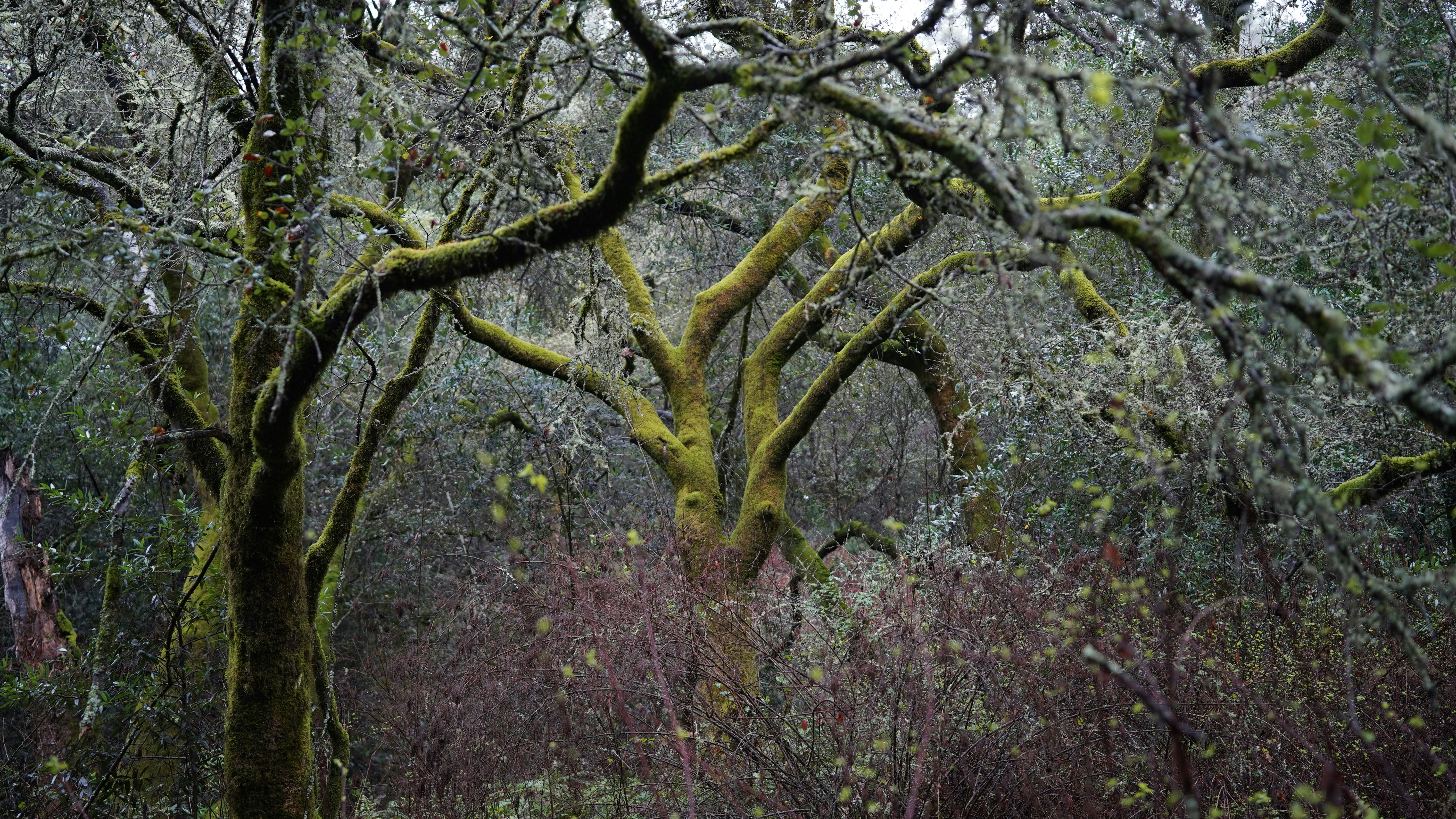 Moss-Crunched Arboreal Cathedral at Dusk