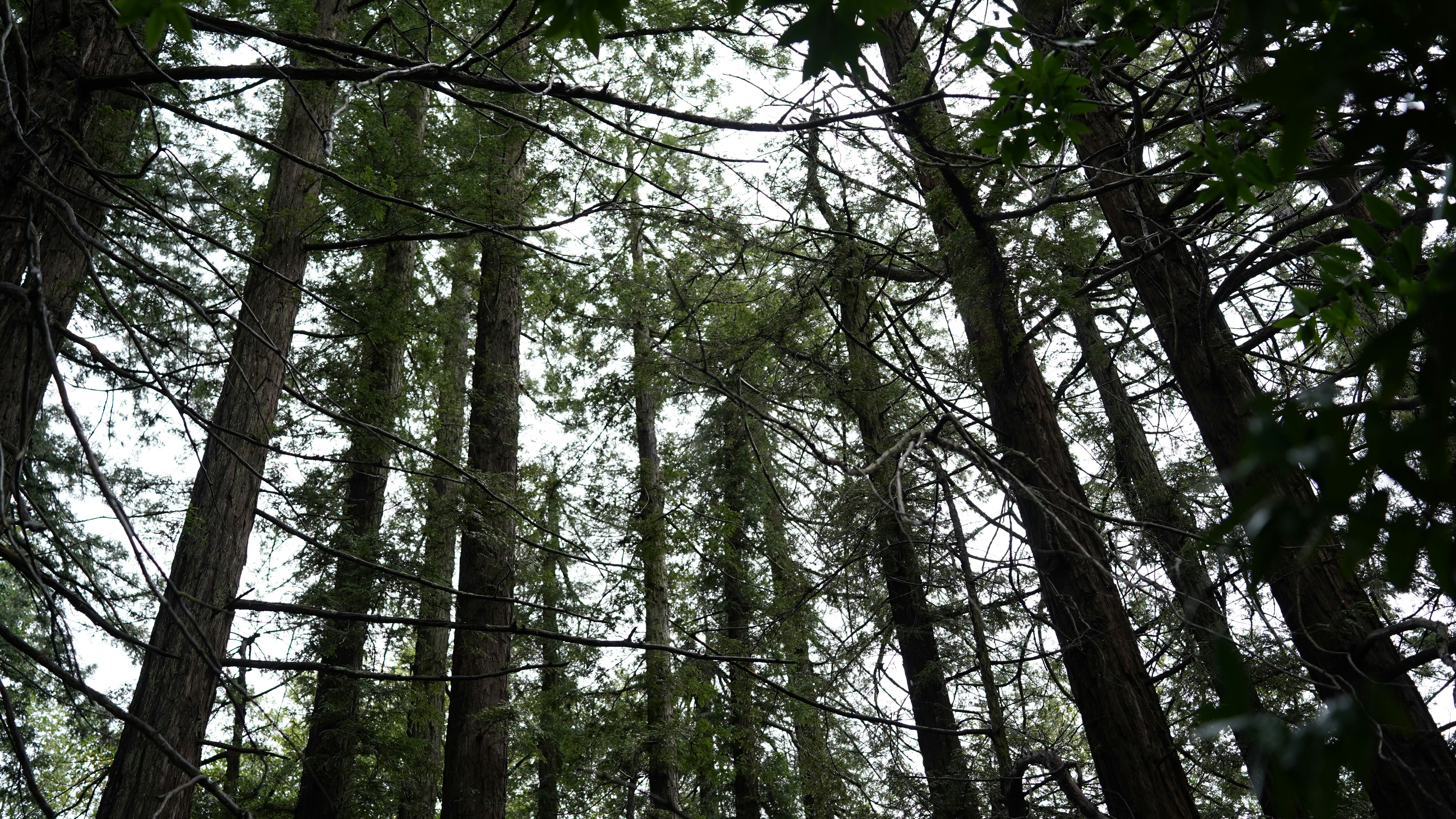 Verdant Cathedral: Tall Pines Reaching Skyward in Quiet Forest