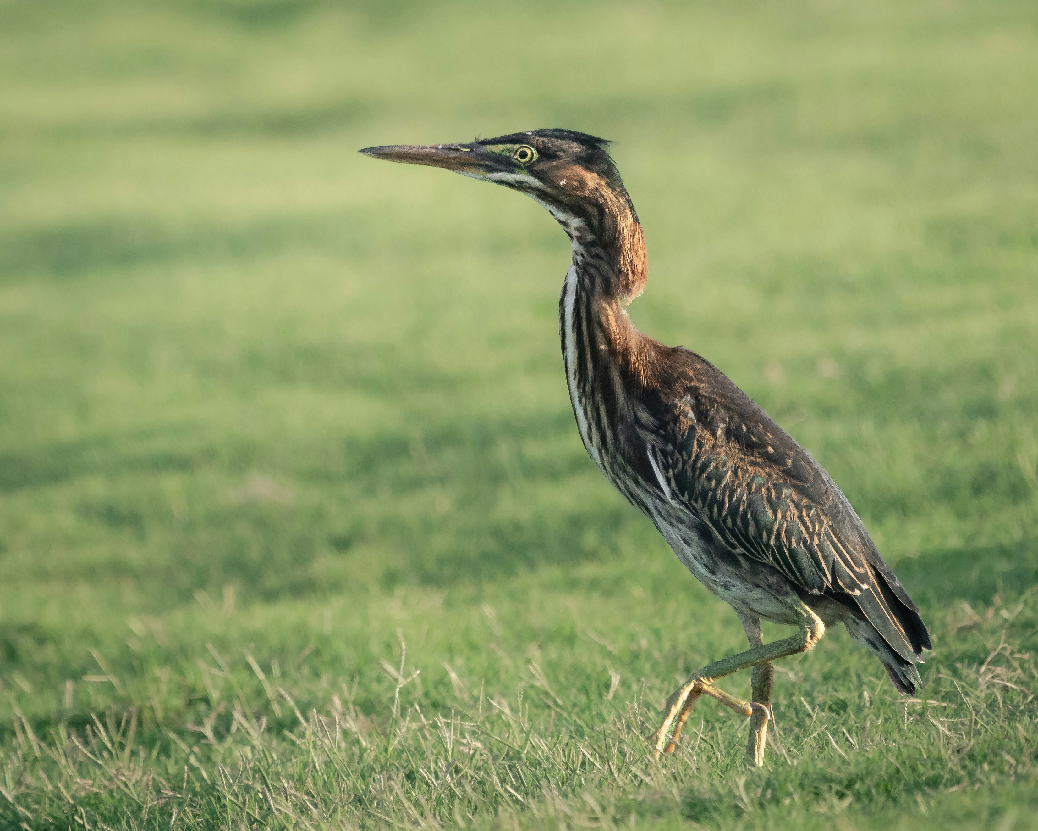Heron in Profile: Vigilant Step Across Sunlit Field