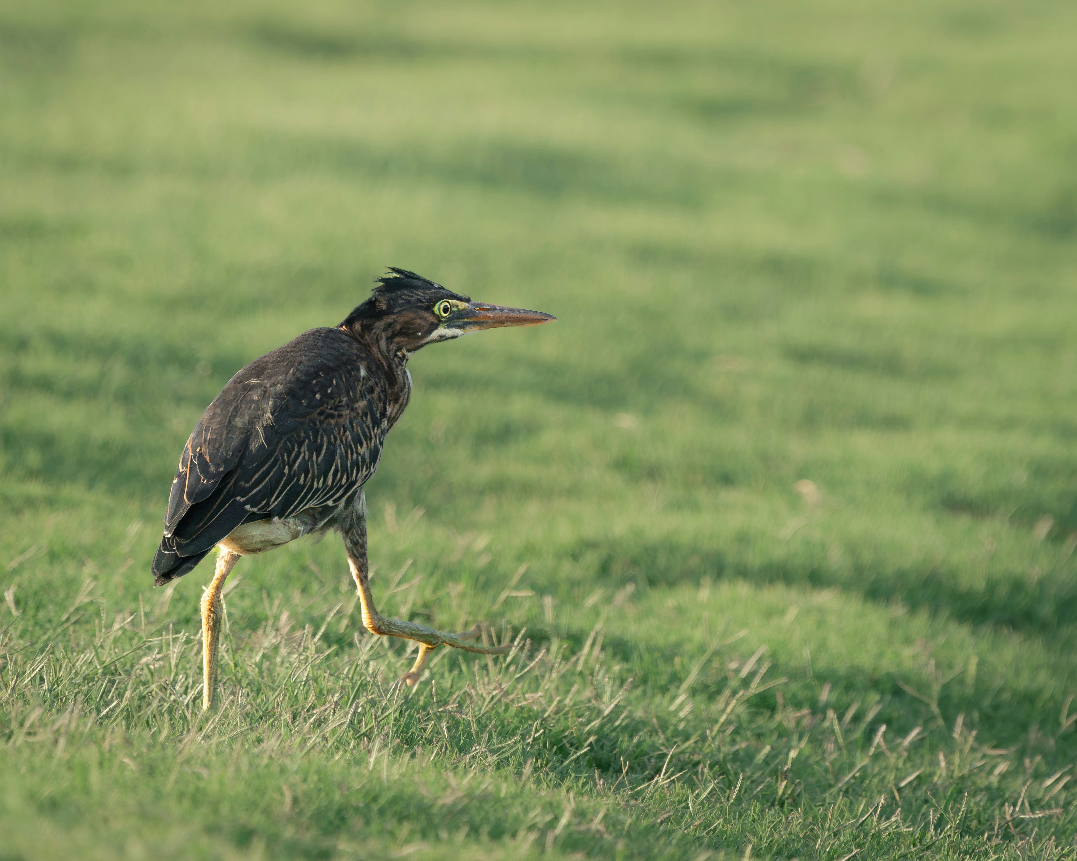 Heron in Grass: Focused Stride Across a Quiet Field