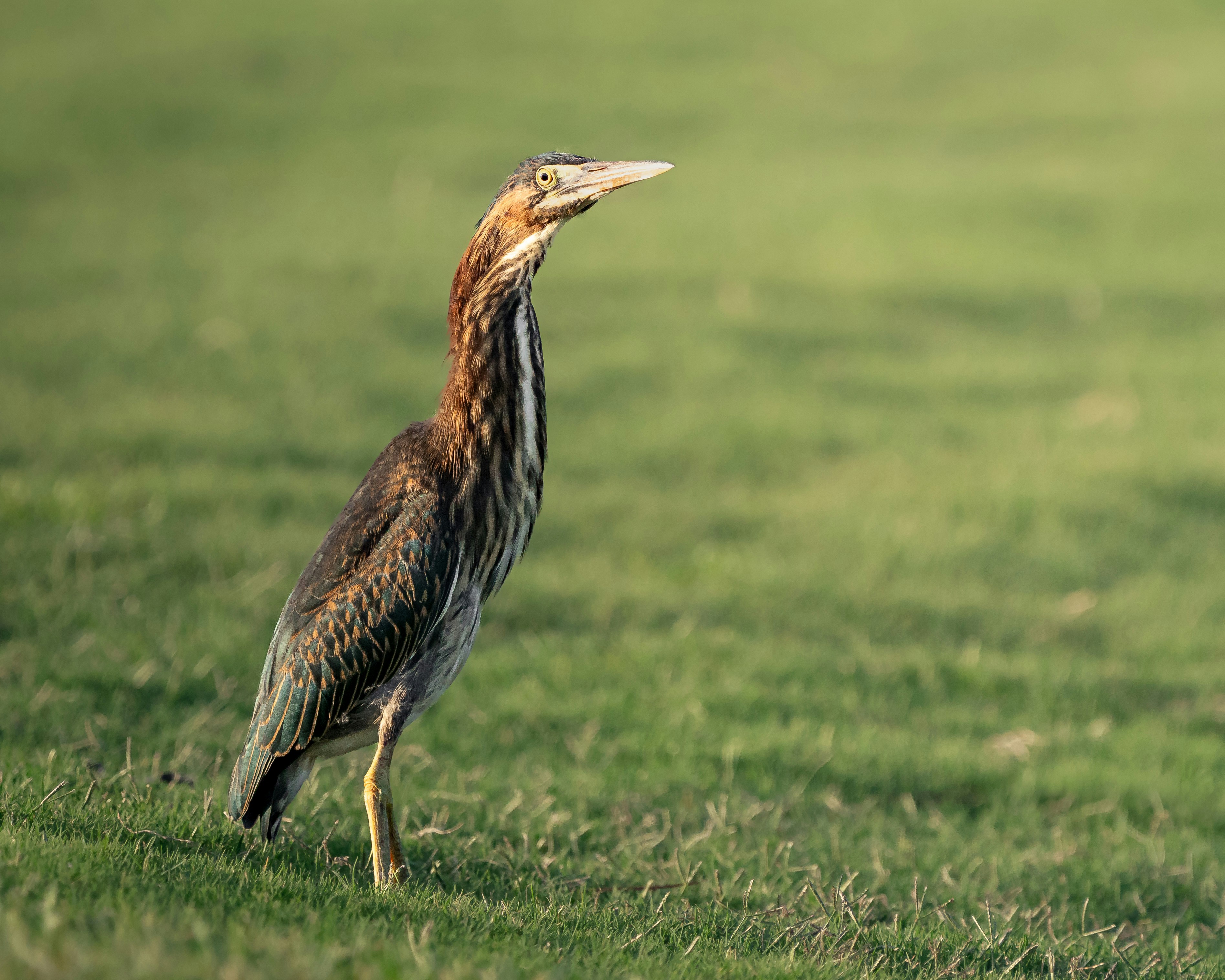 Heron in Warm Grassland Light