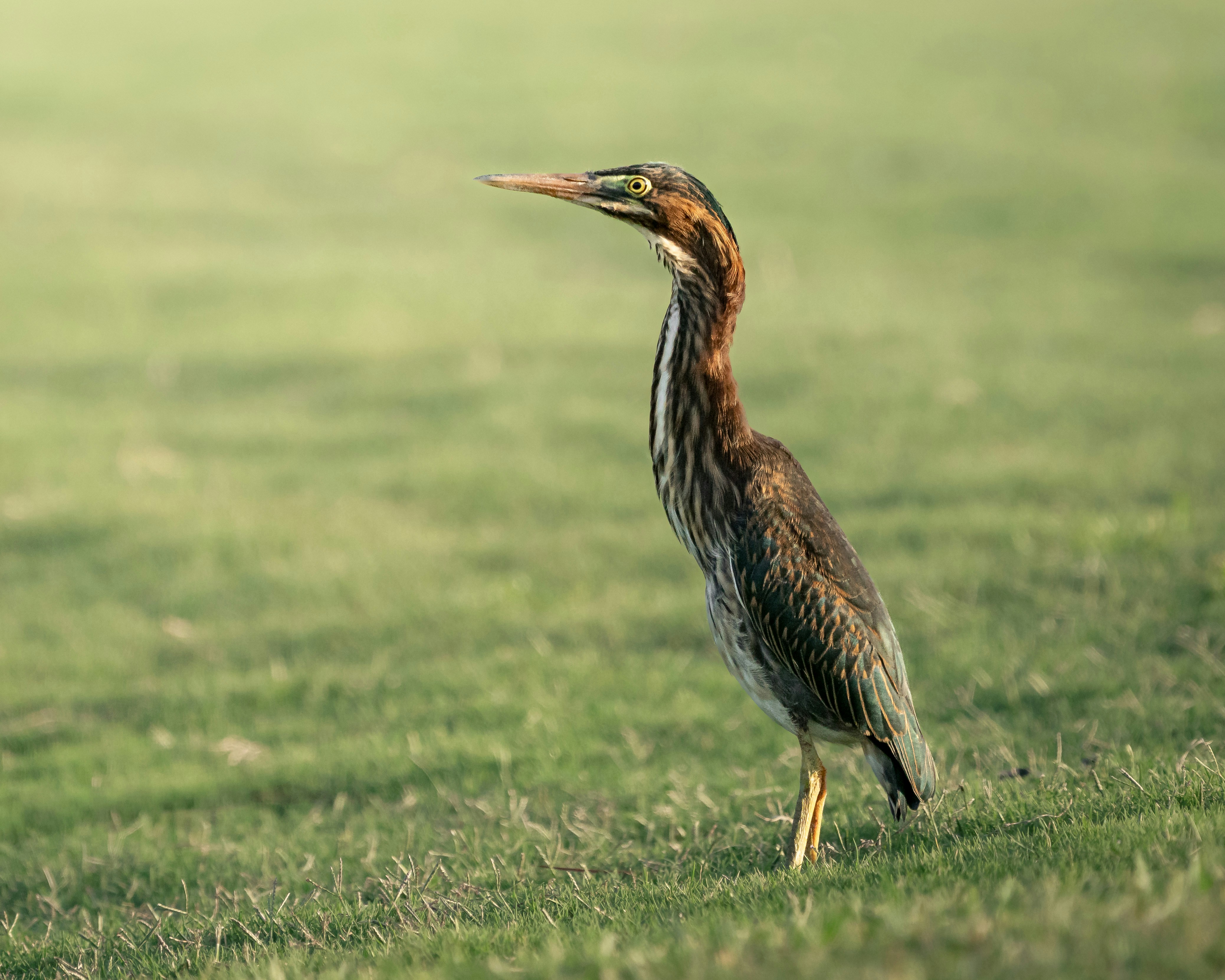 Stately Green Heron in Backlit Field