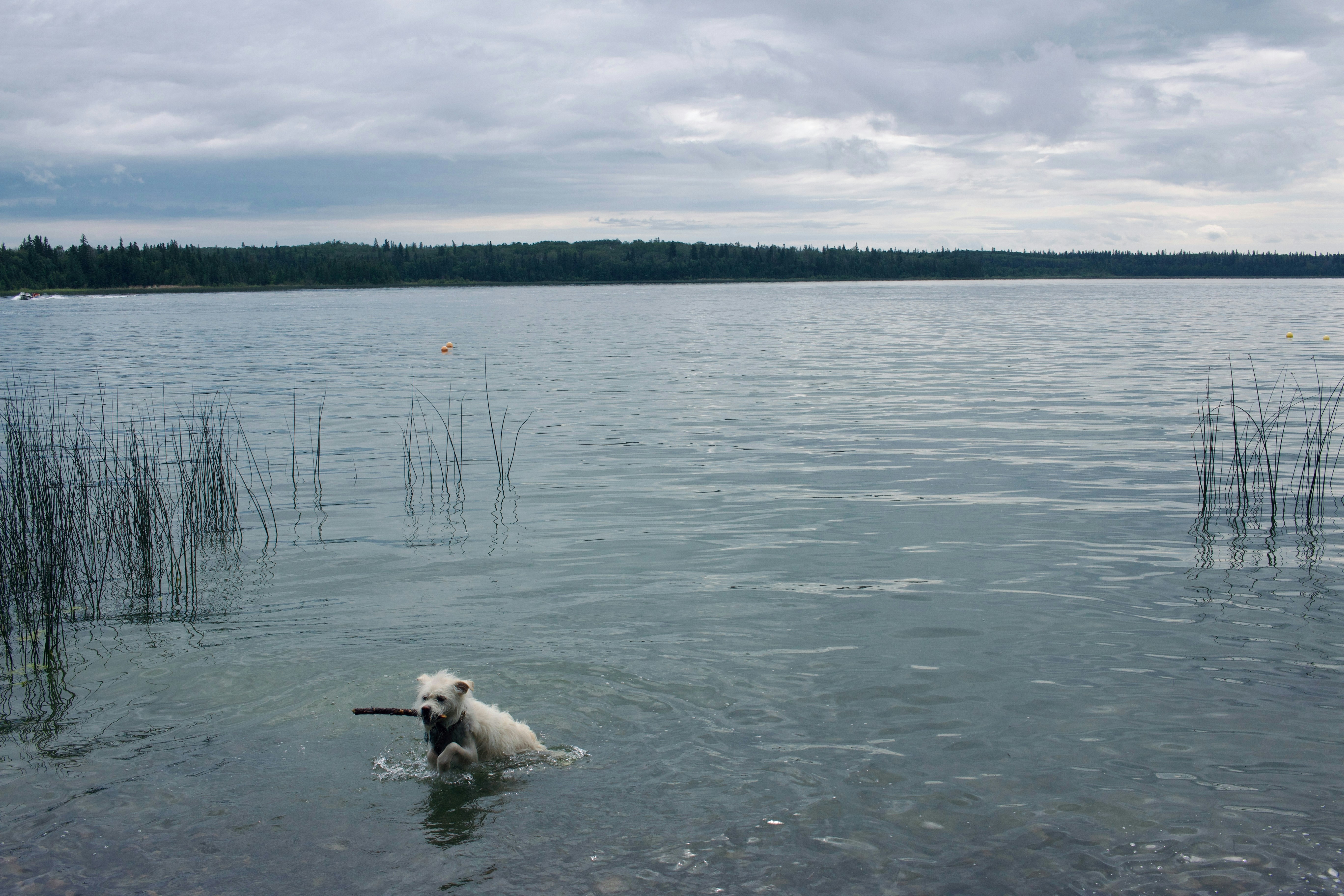 Dog Grips a Log in a Tranquil Lake Afternoon