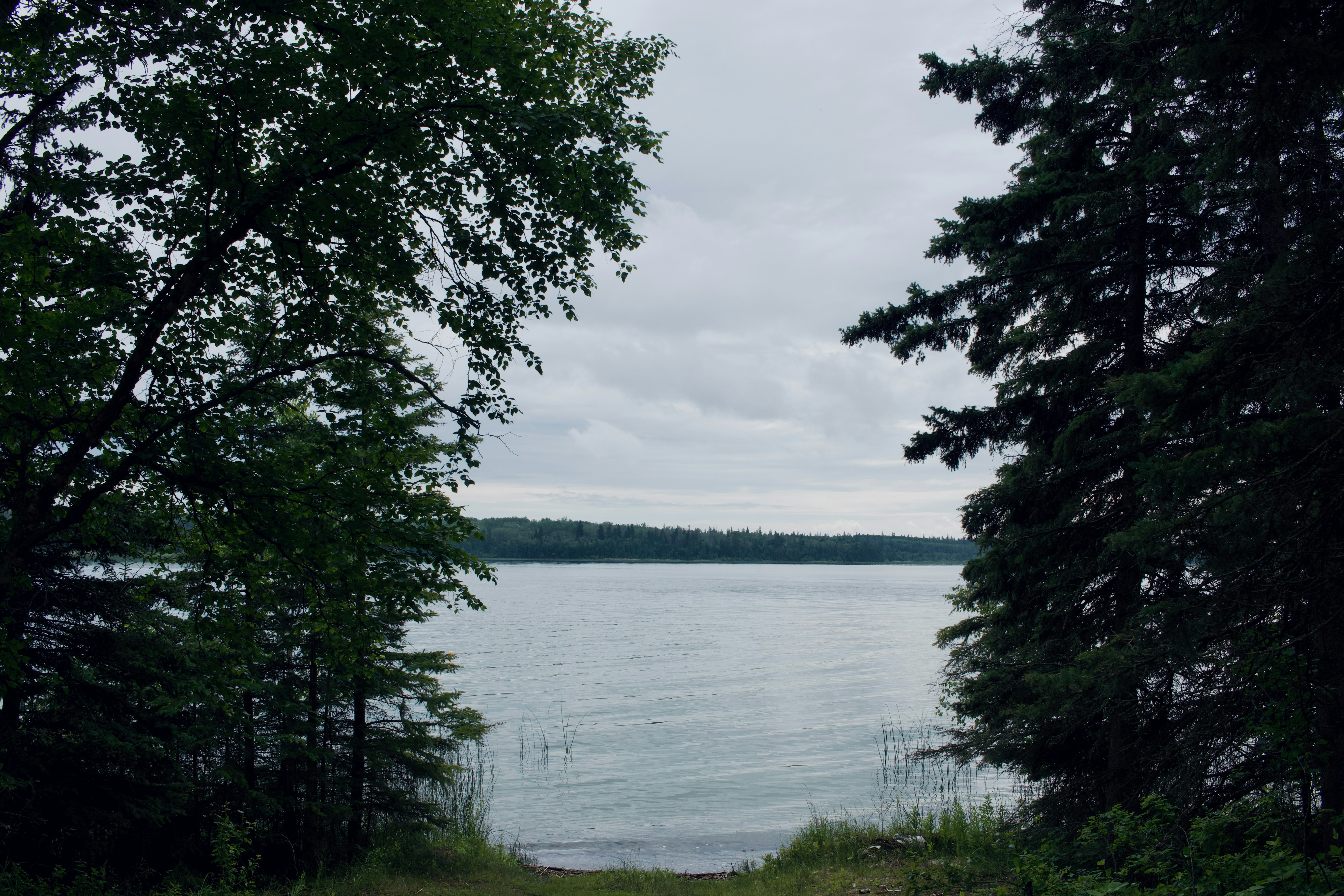 Cove Between Pines: A Quiet Lake Threshold