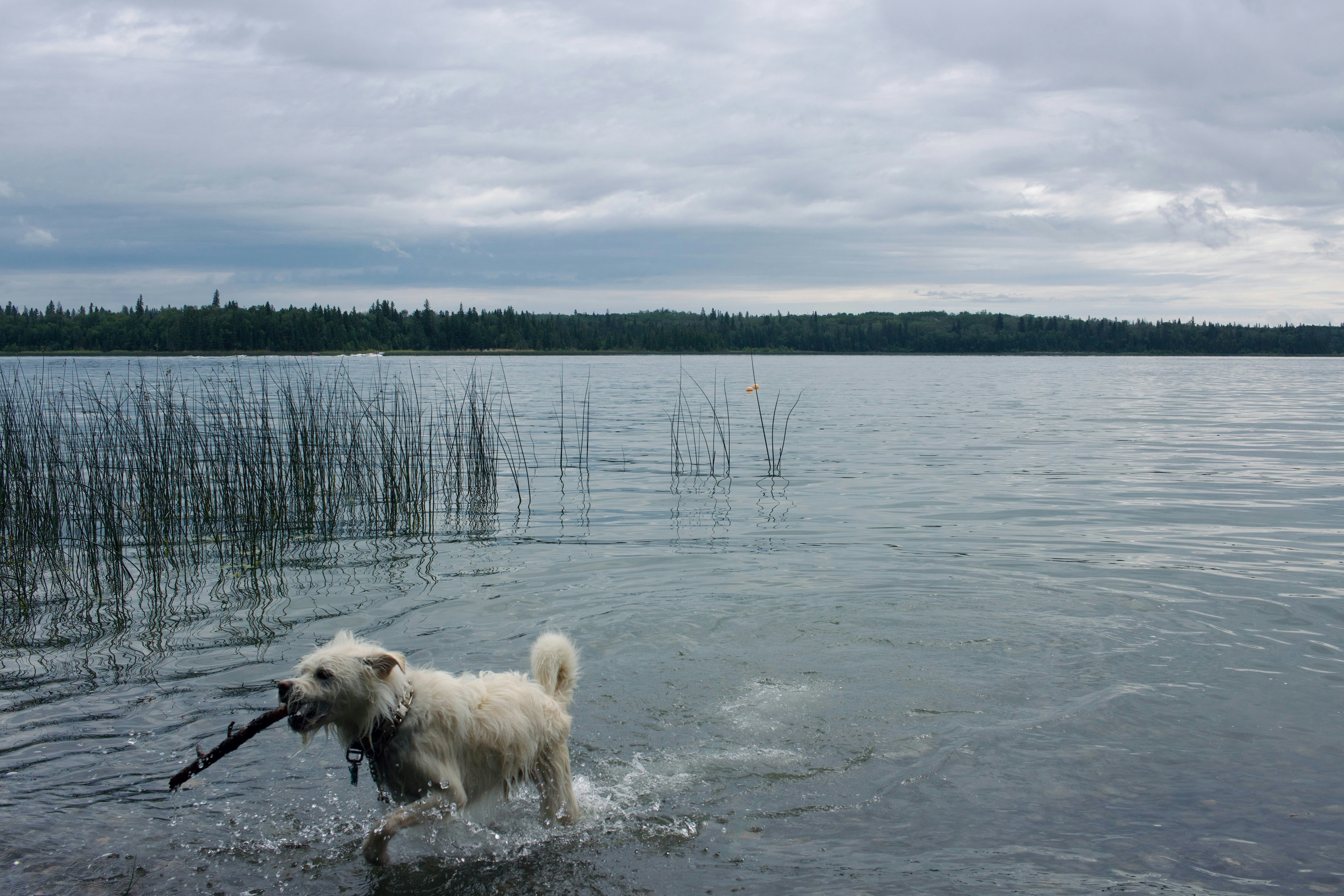 Dog in the shallows: retrieving a stick along a lakeside