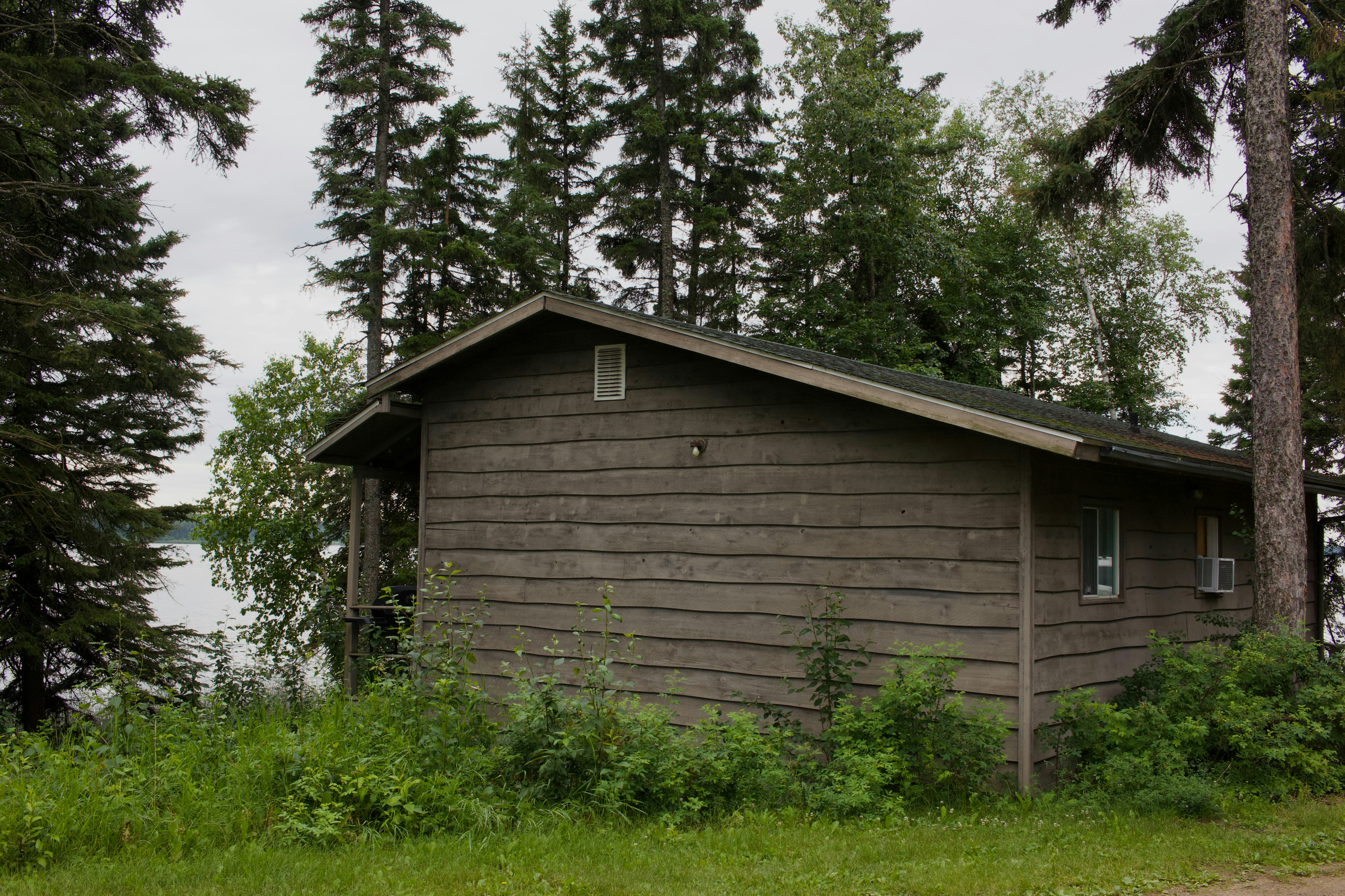 Weathered lakeside cabin tucked among pines