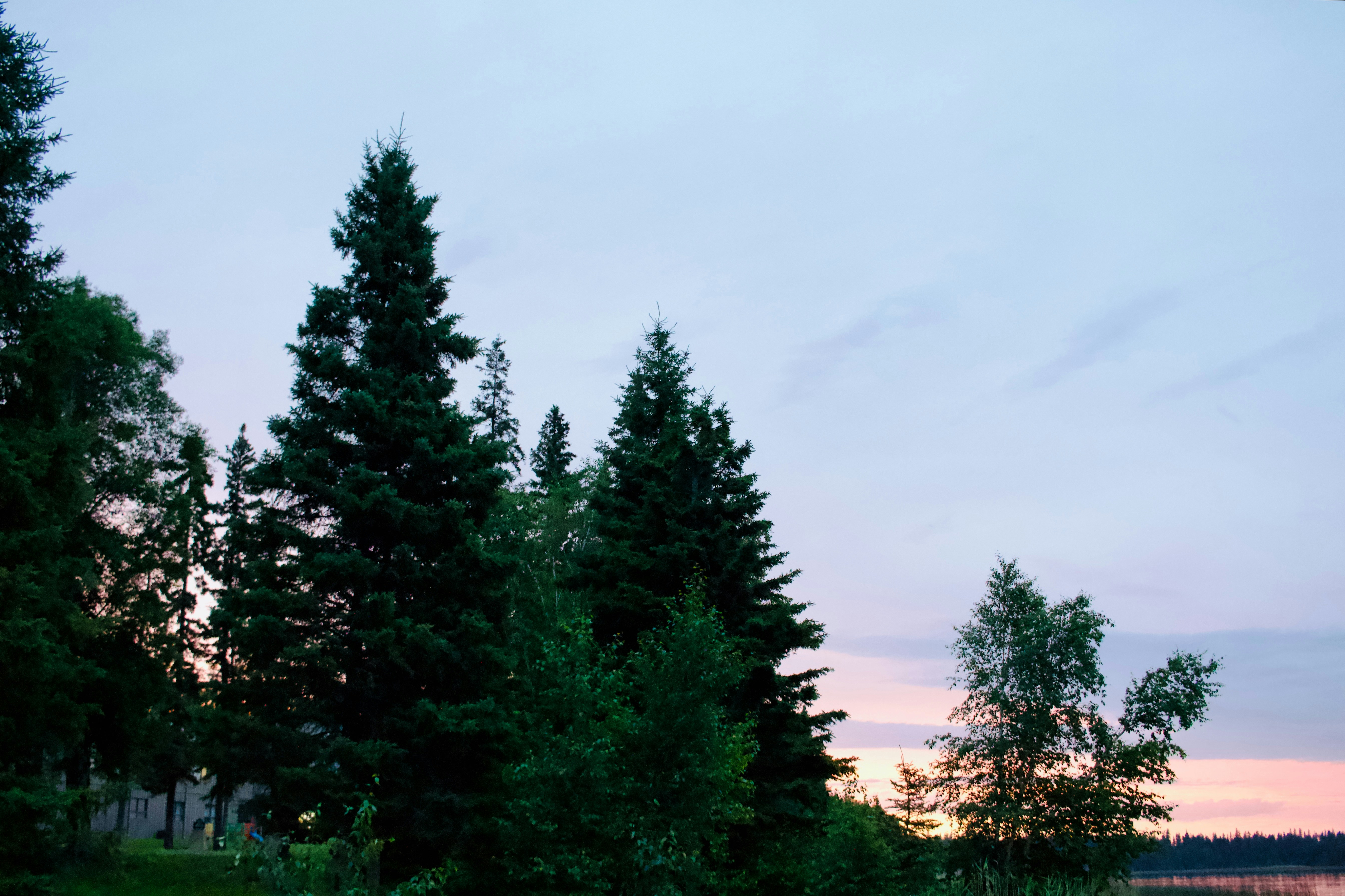 Dusk Silhouette: Pines Framing the Quiet Shore