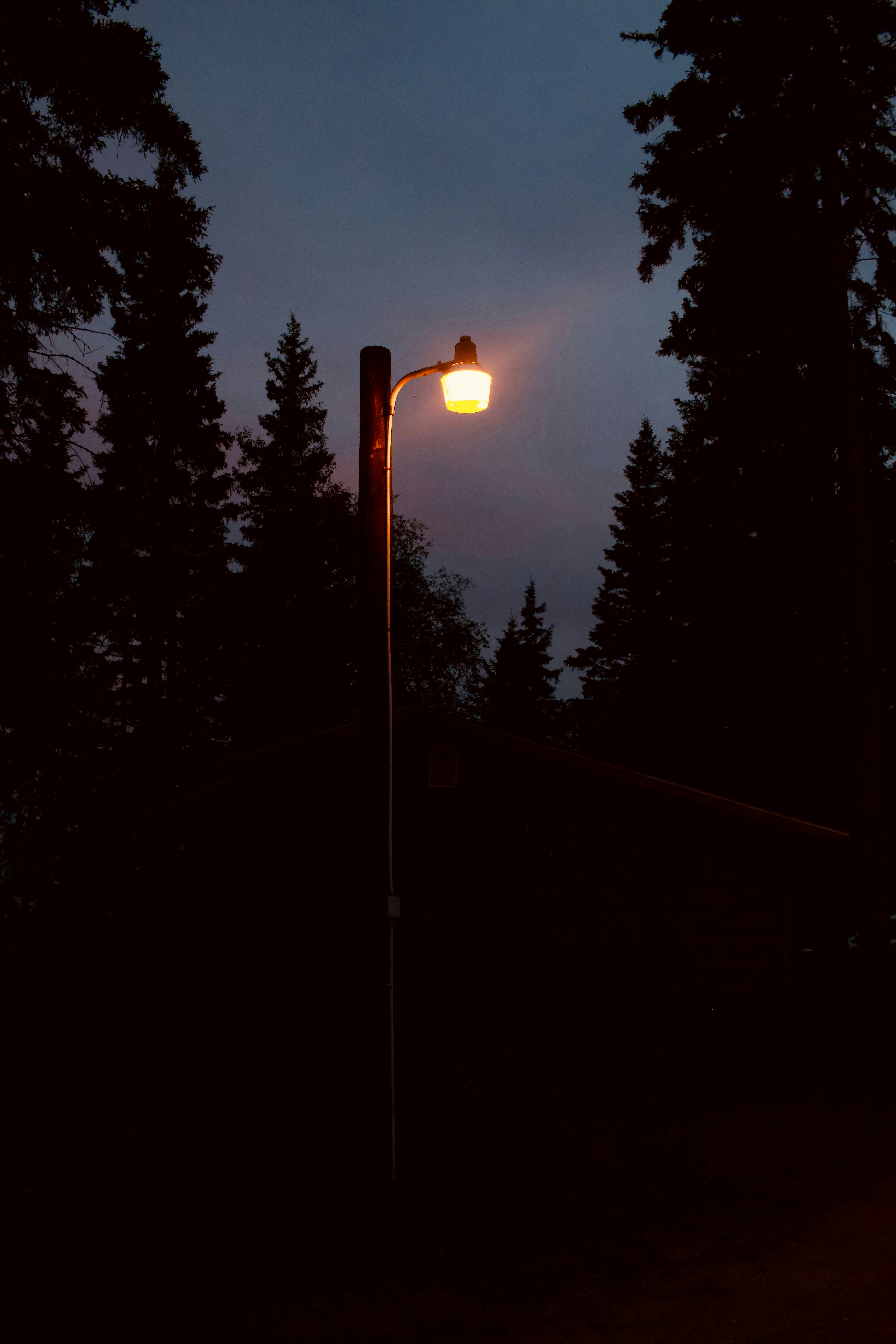 Glow Amid Pines: A Streetlamp Quietly Dims the Evening Sky