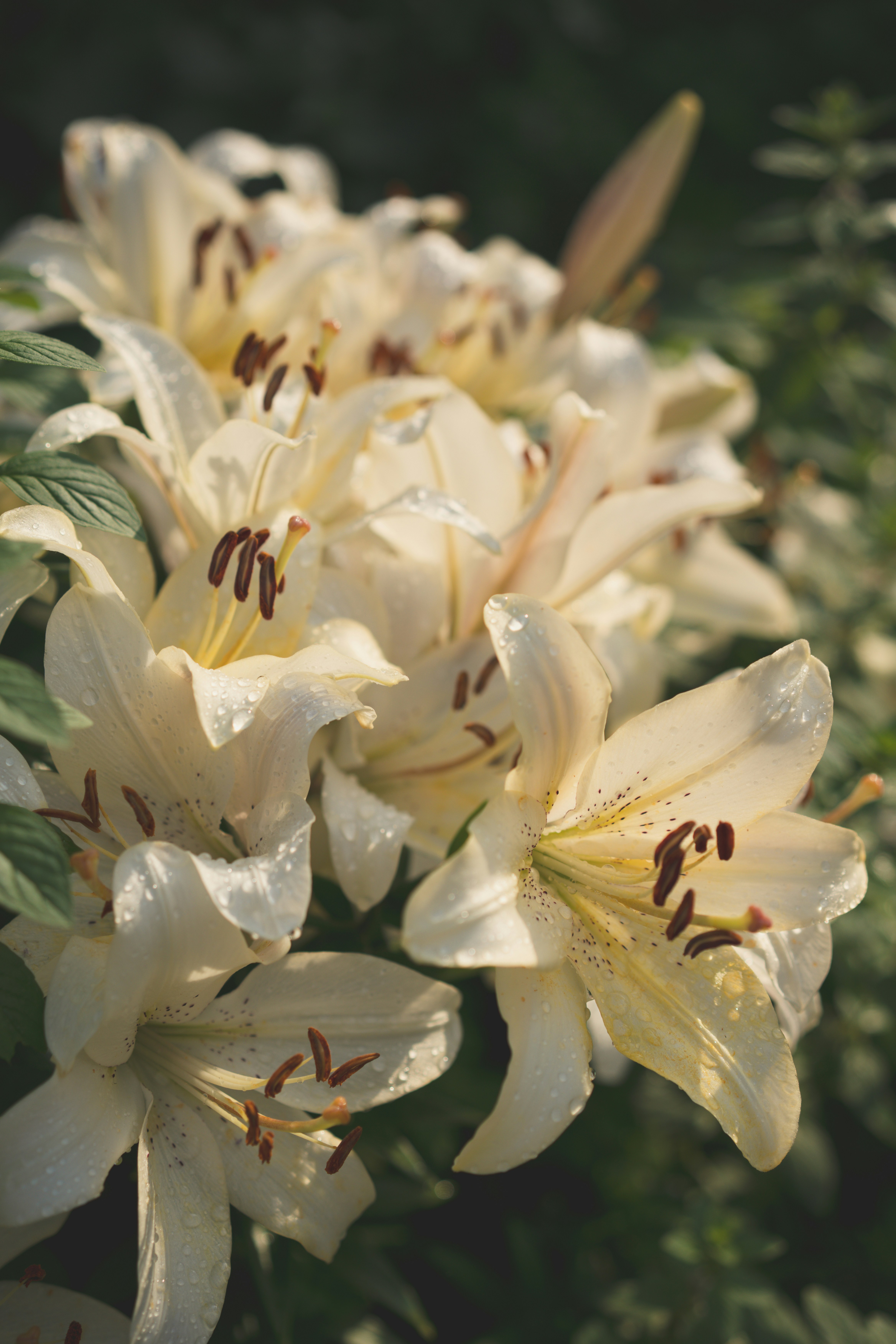Creamed Lilies in Soft Sunlight