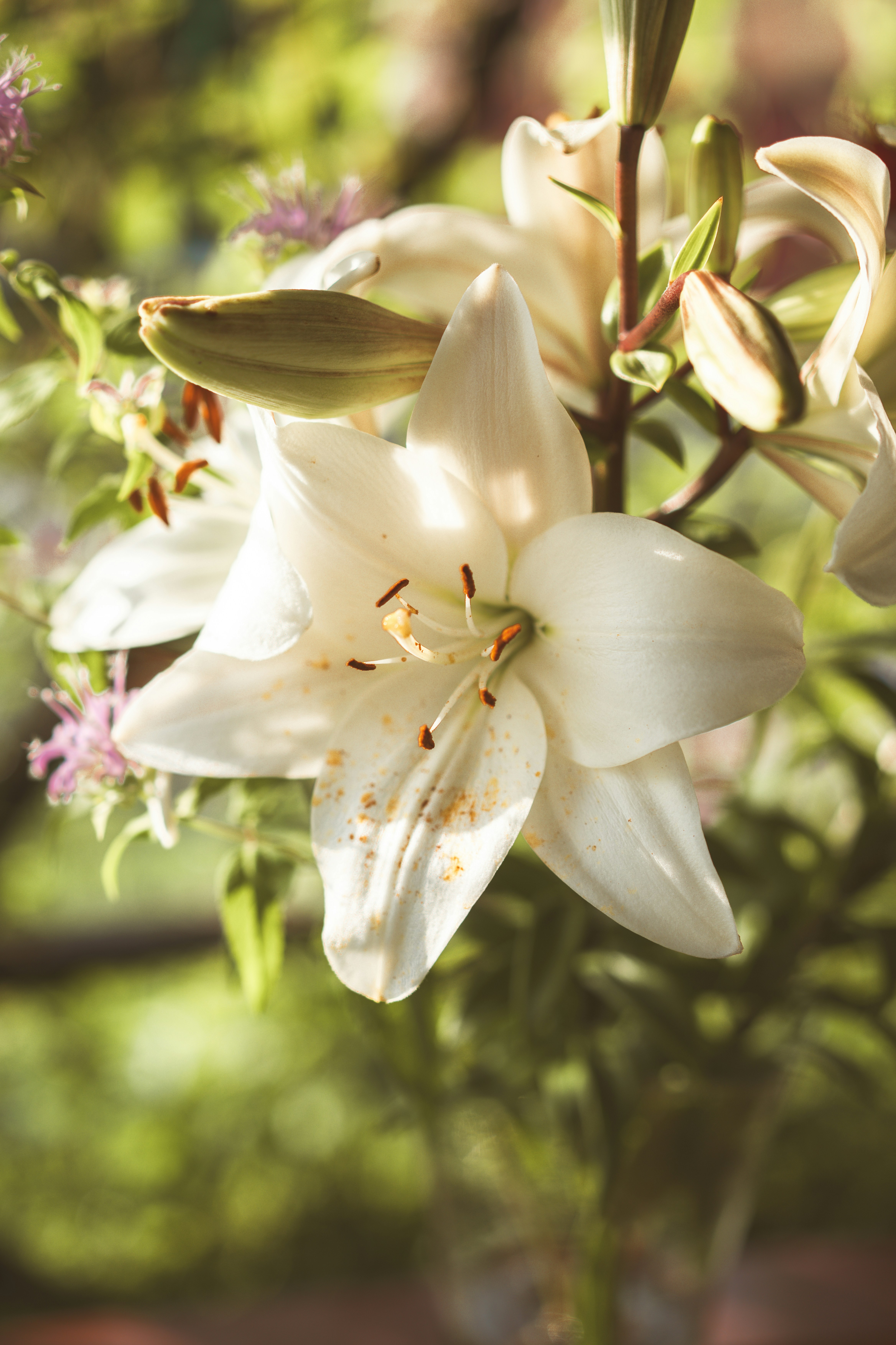 Beige-white lily bloom with pale petals and orange anthers in a sunlit garden, softly blurred background; a flowering arrangement in a natural setting.