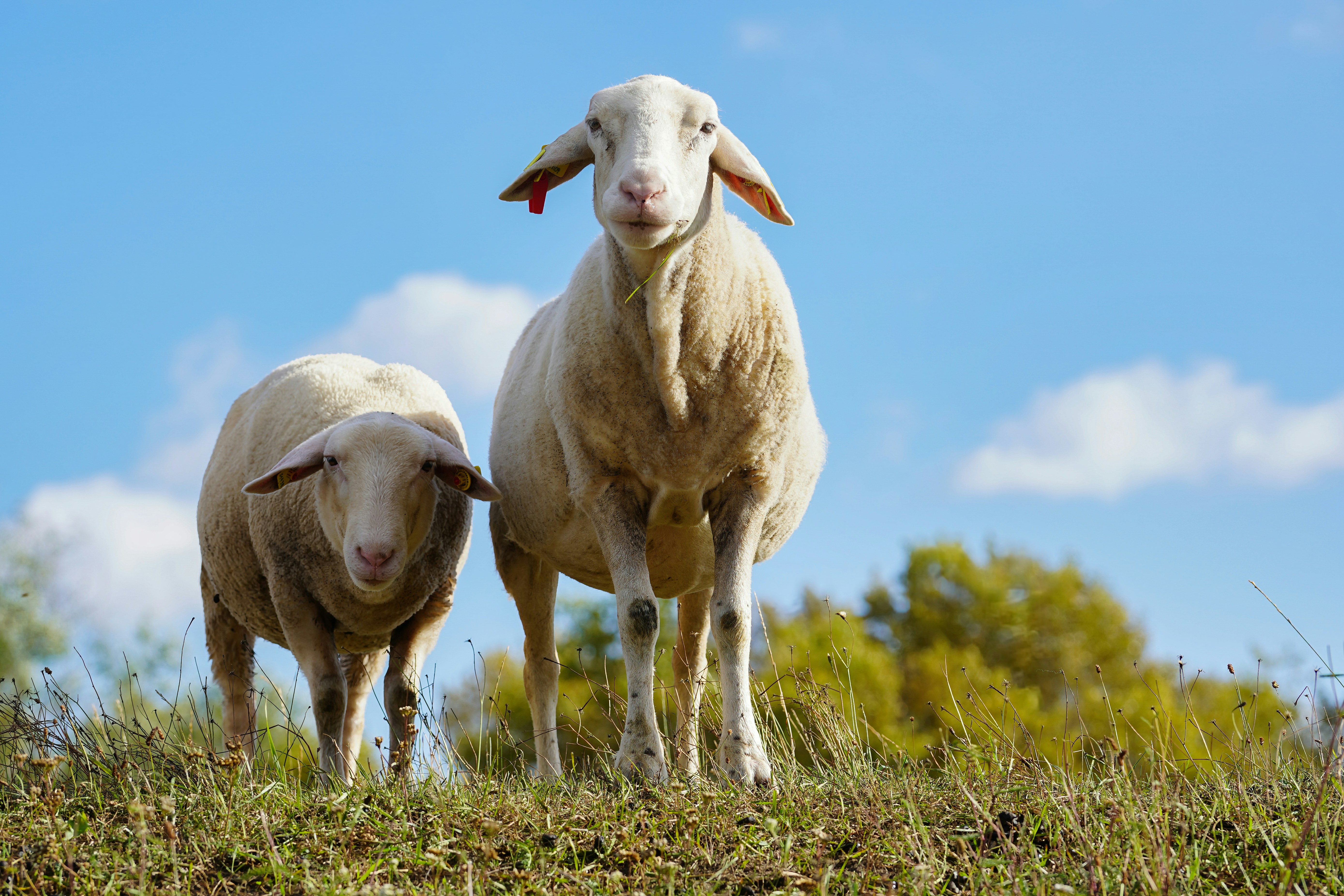 Low-angle head-to-head: curious sheep stride toward the lens