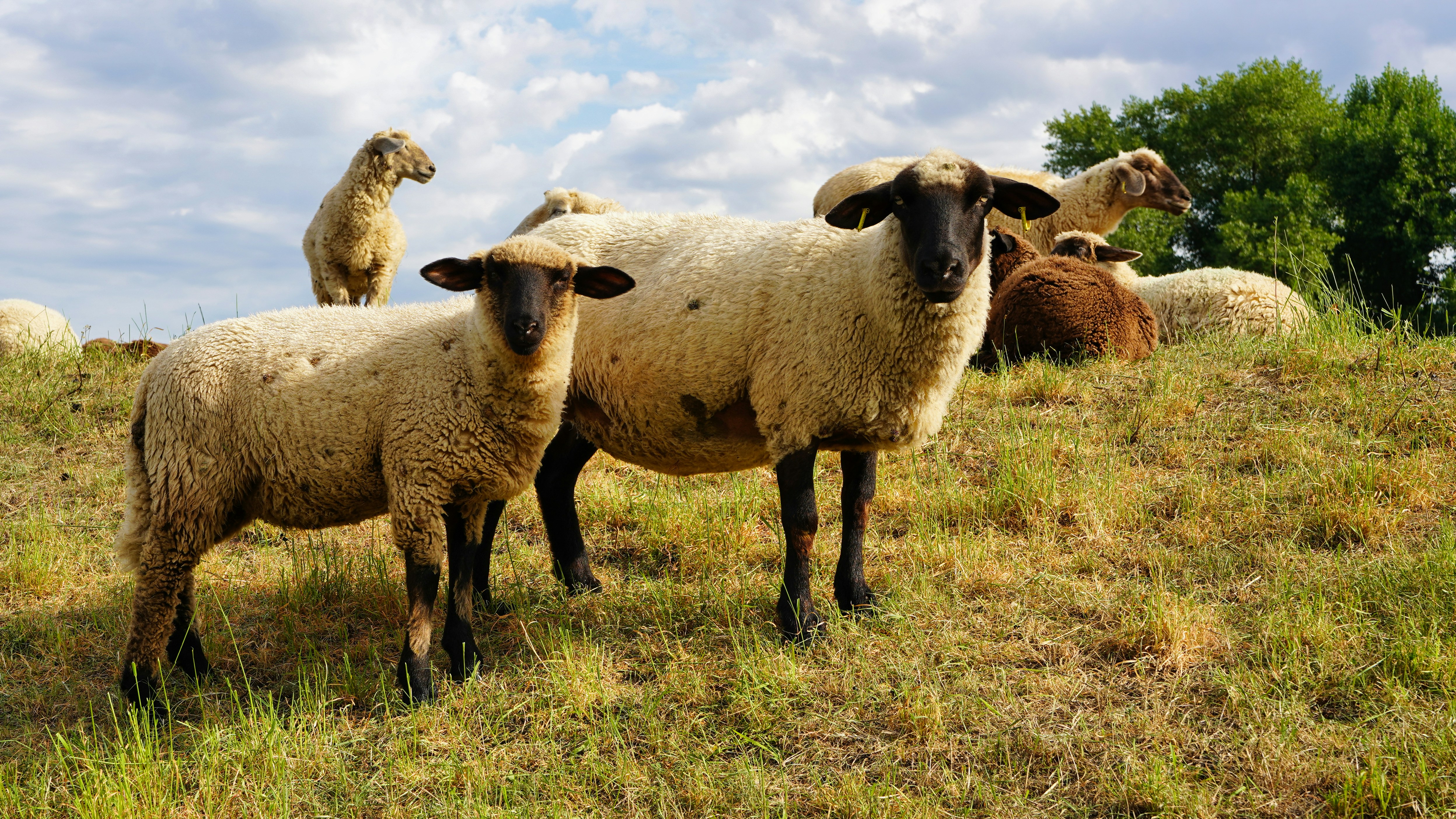 Herd of Sheep on a Gentle Ridge under a Cloud-Touched Sky