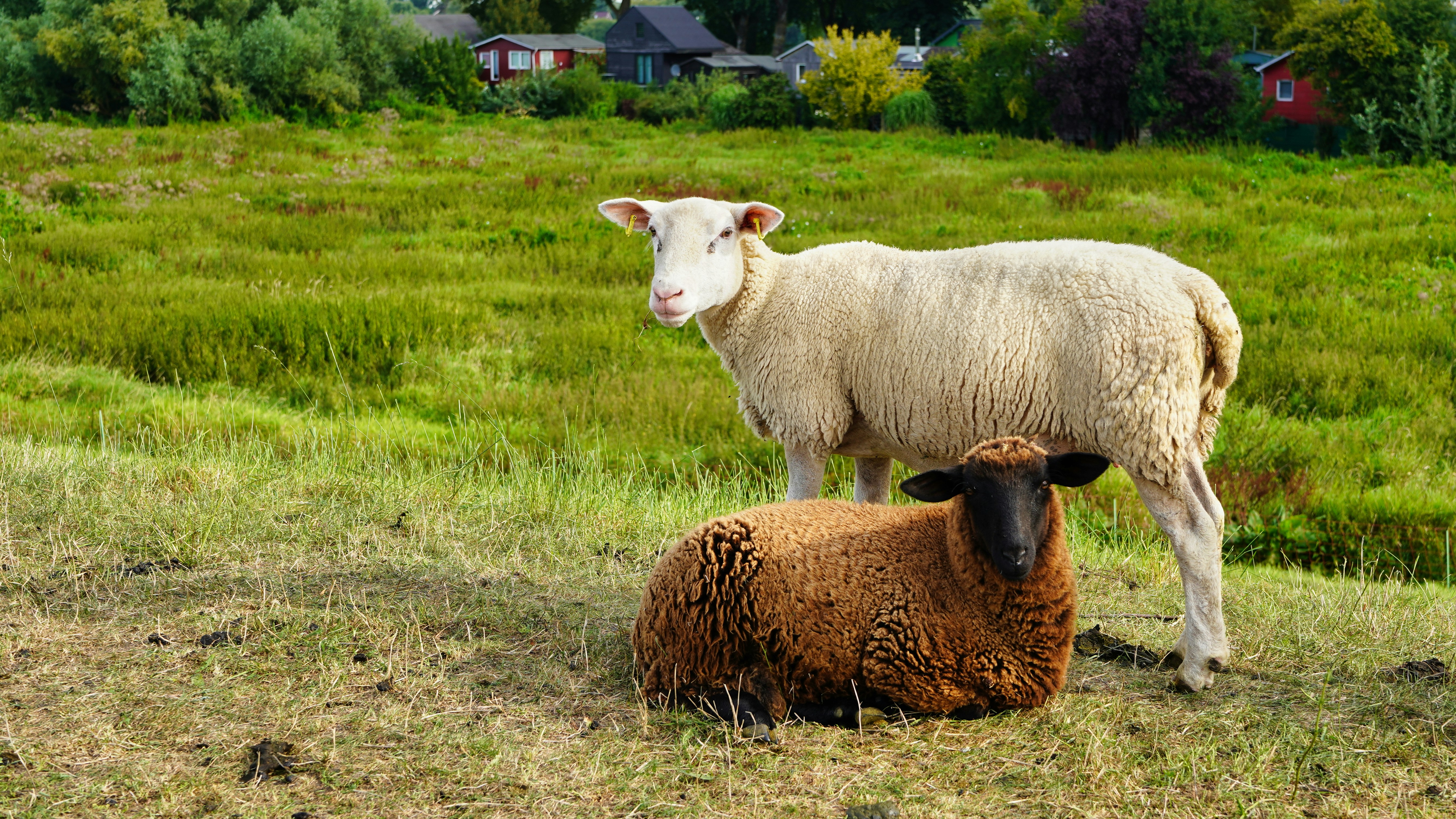 Pasture Constellation: A Lamb Resting Beneath a Watchful Sheep