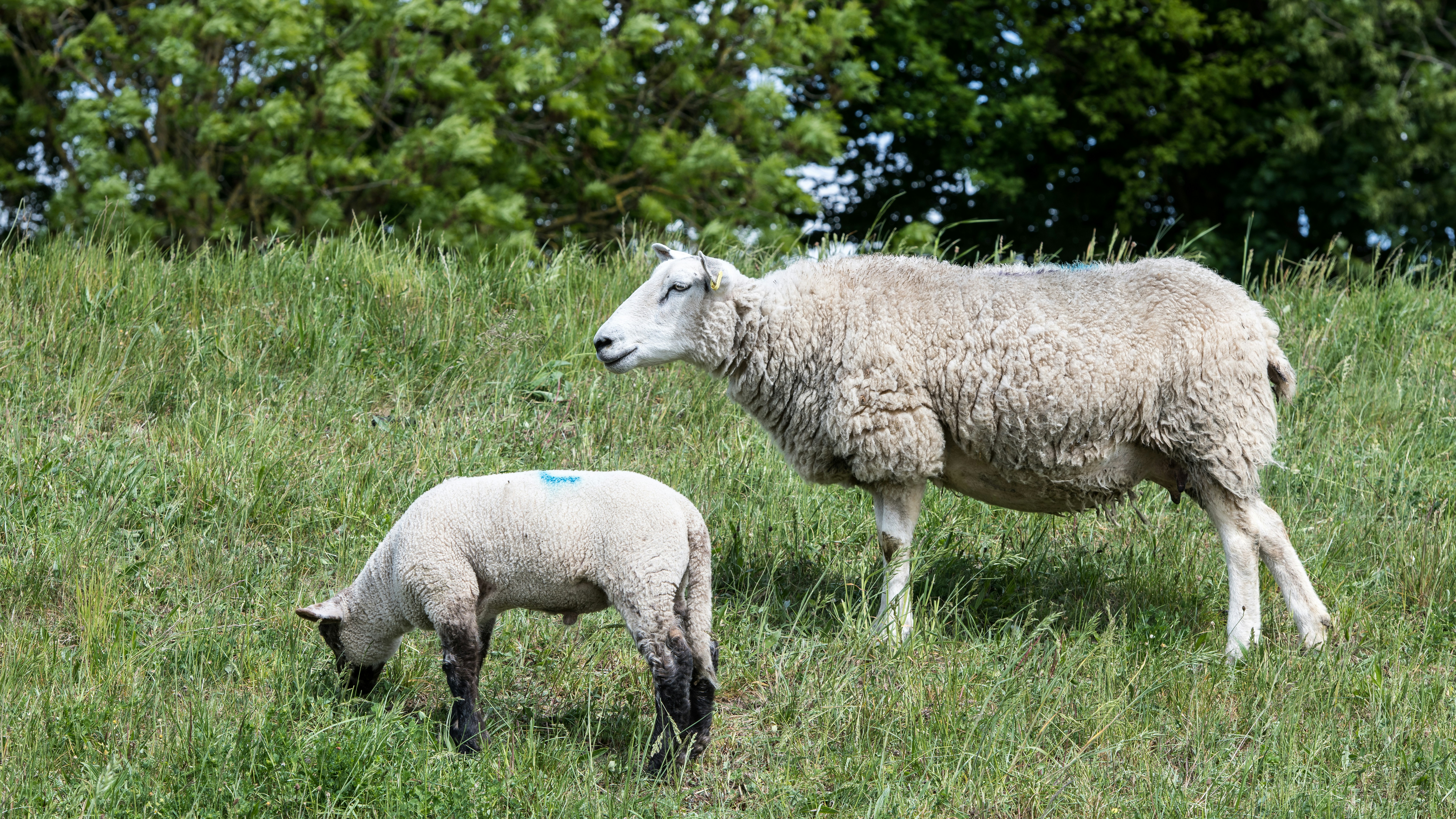Sheep and lamb meandering through sunlit meadow