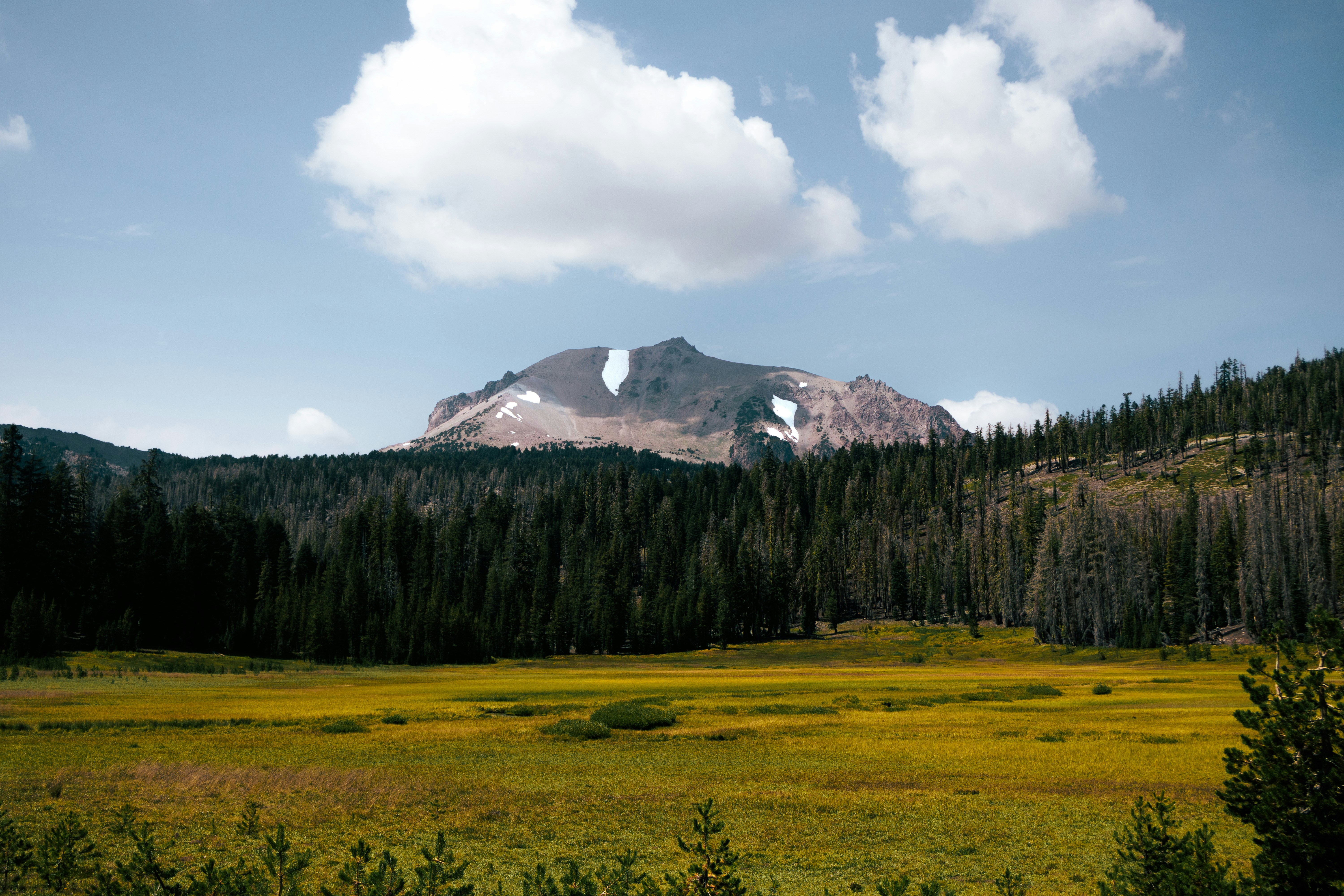 Golden meadow with distant pine forest and a rugged mountain peak under a blue sky with scattered clouds.