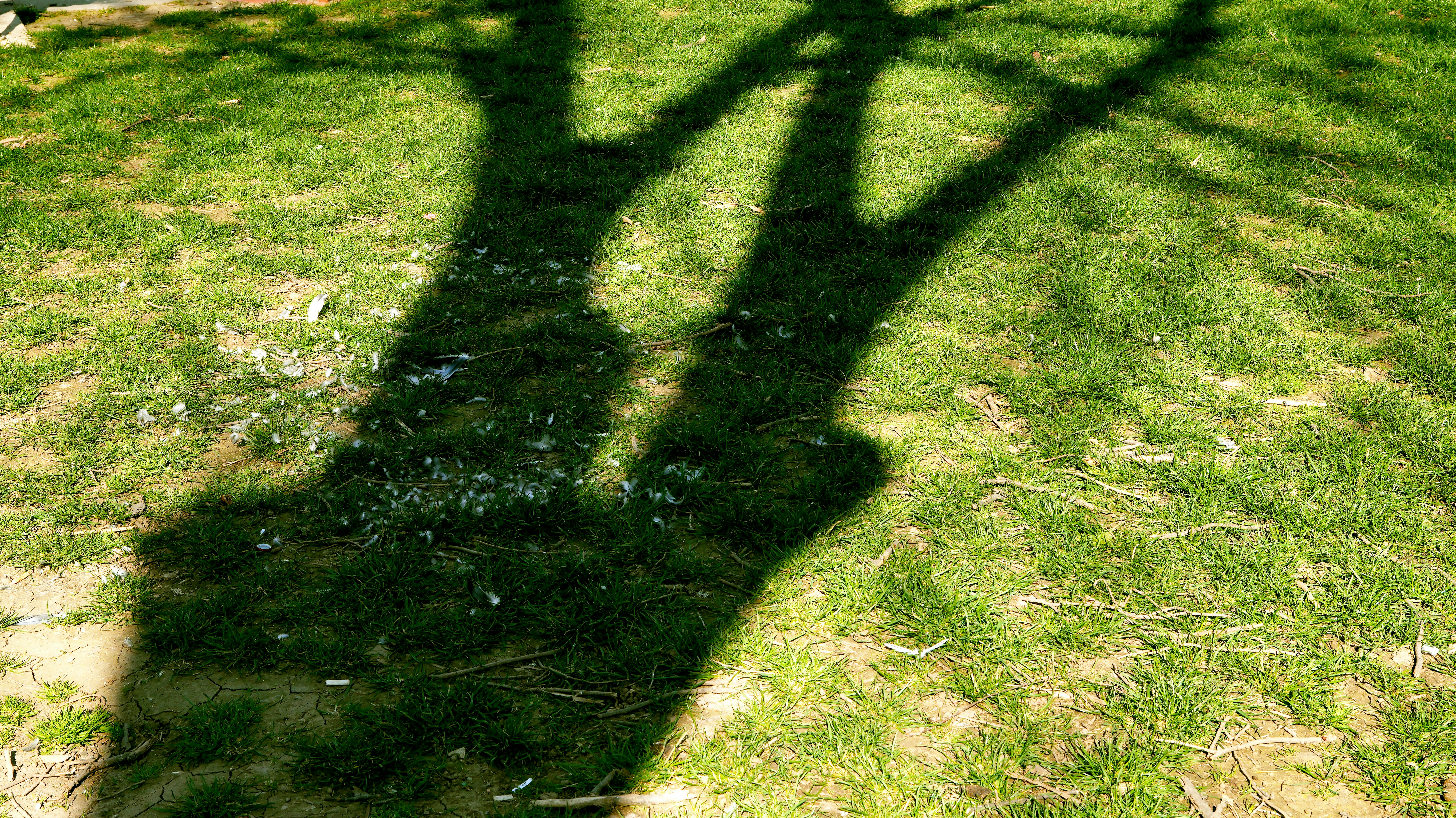 Shadowed Arboreal Geometry on Sunlit Grass
