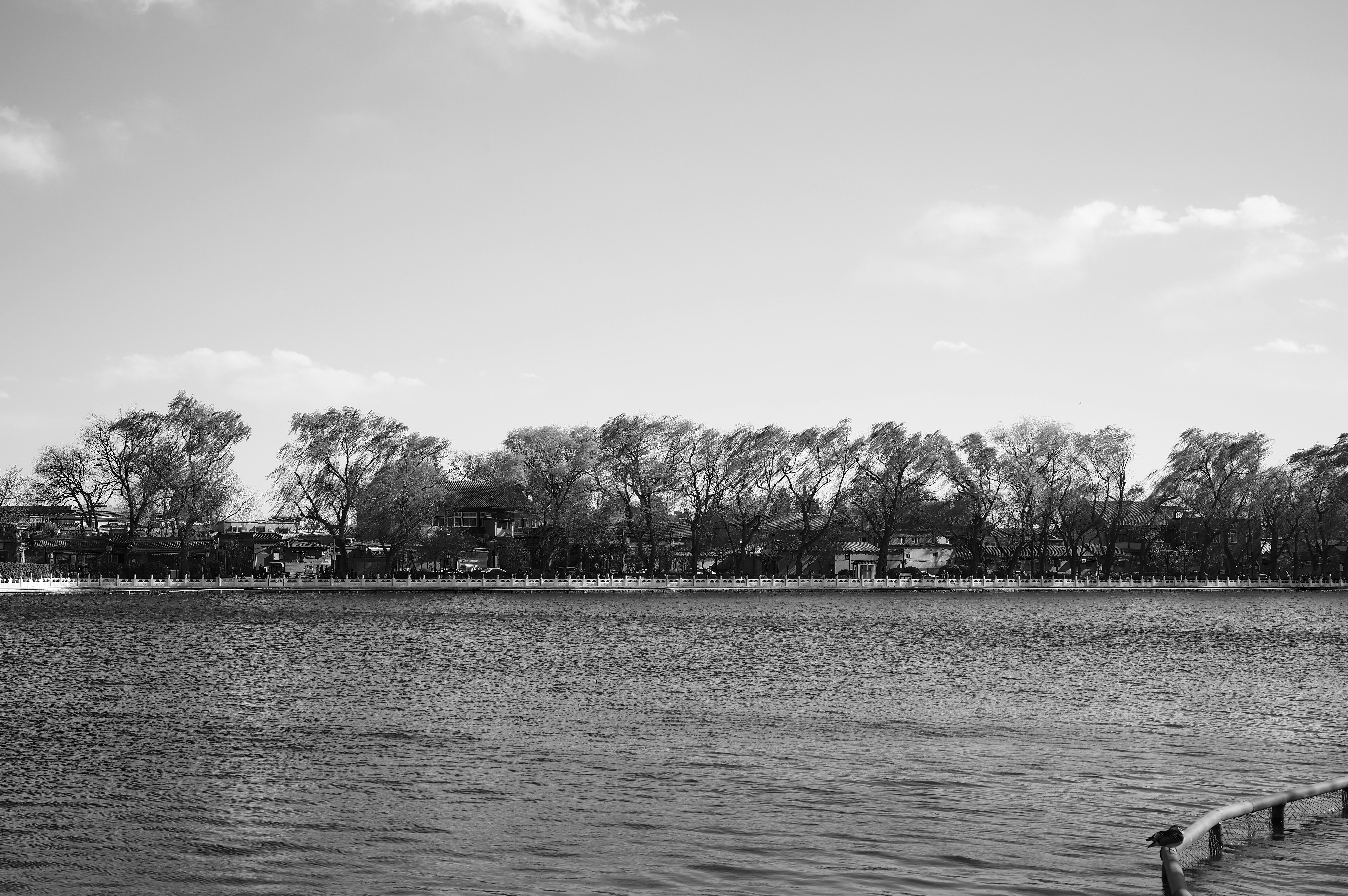 Waterfront silhouettes: trees lining the shore under a calm sky