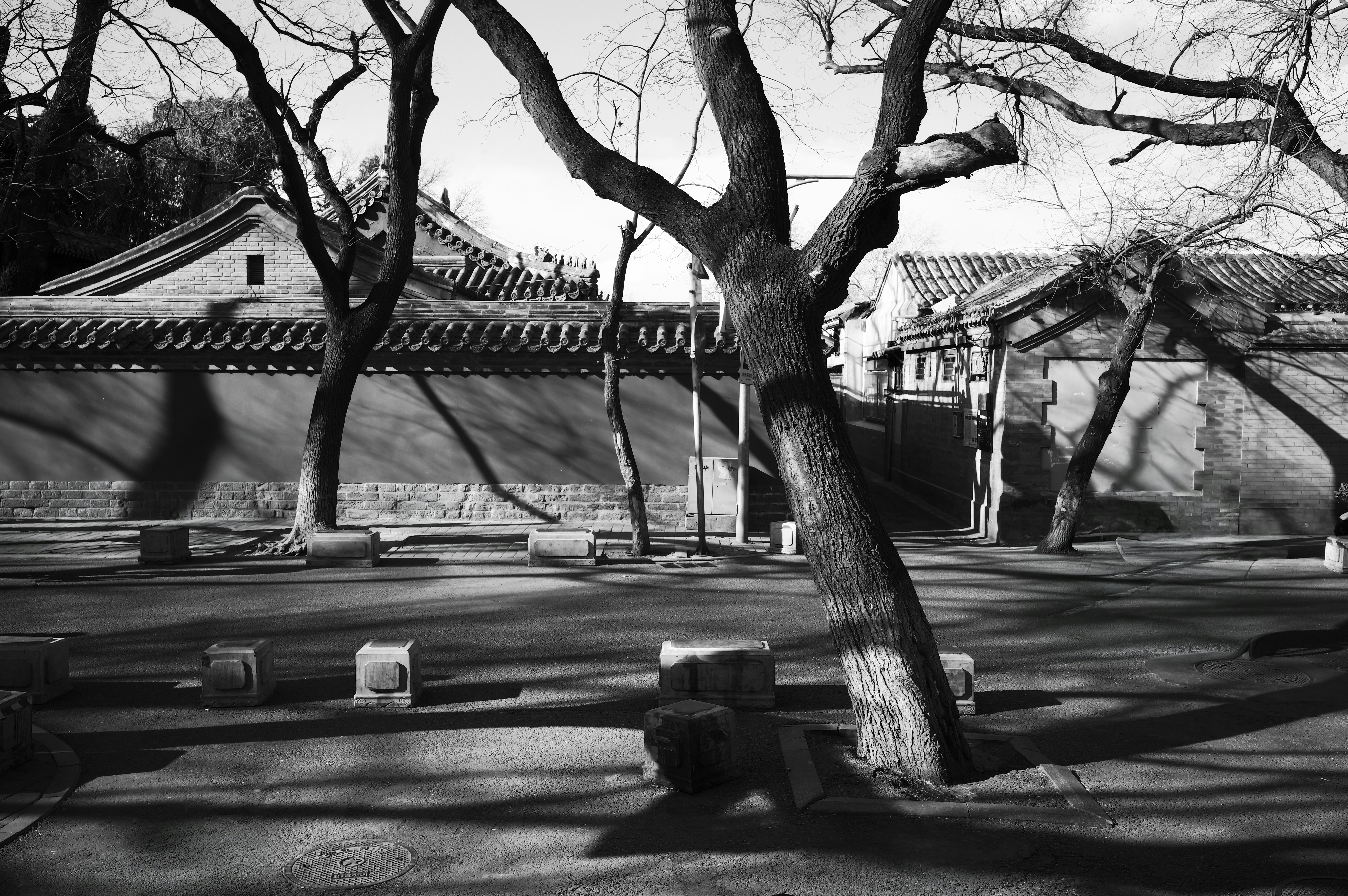 Shadowed Courtyard Beneath Bent Trees