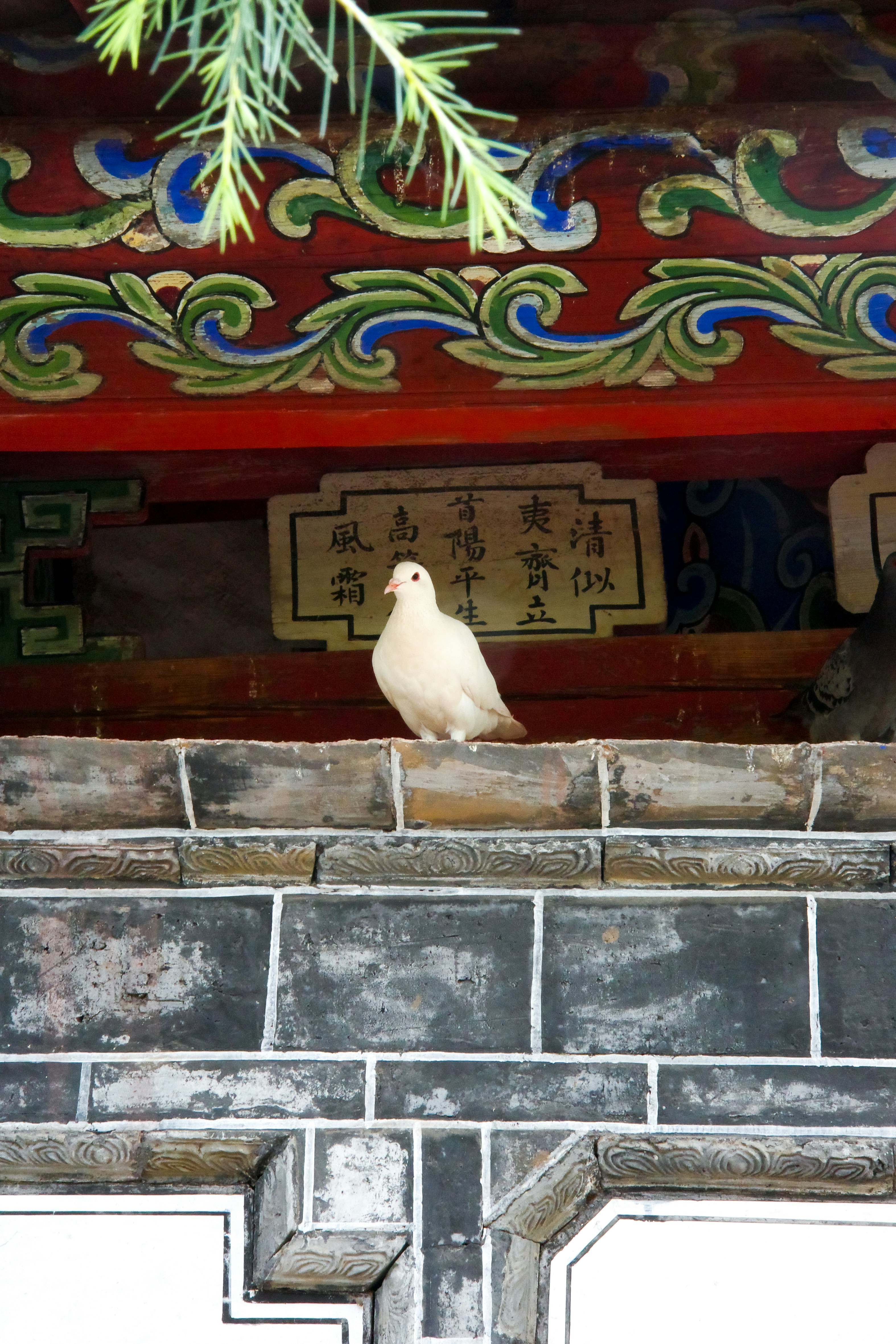 White Dove on the Ornate Balcony Under Painted Eaves