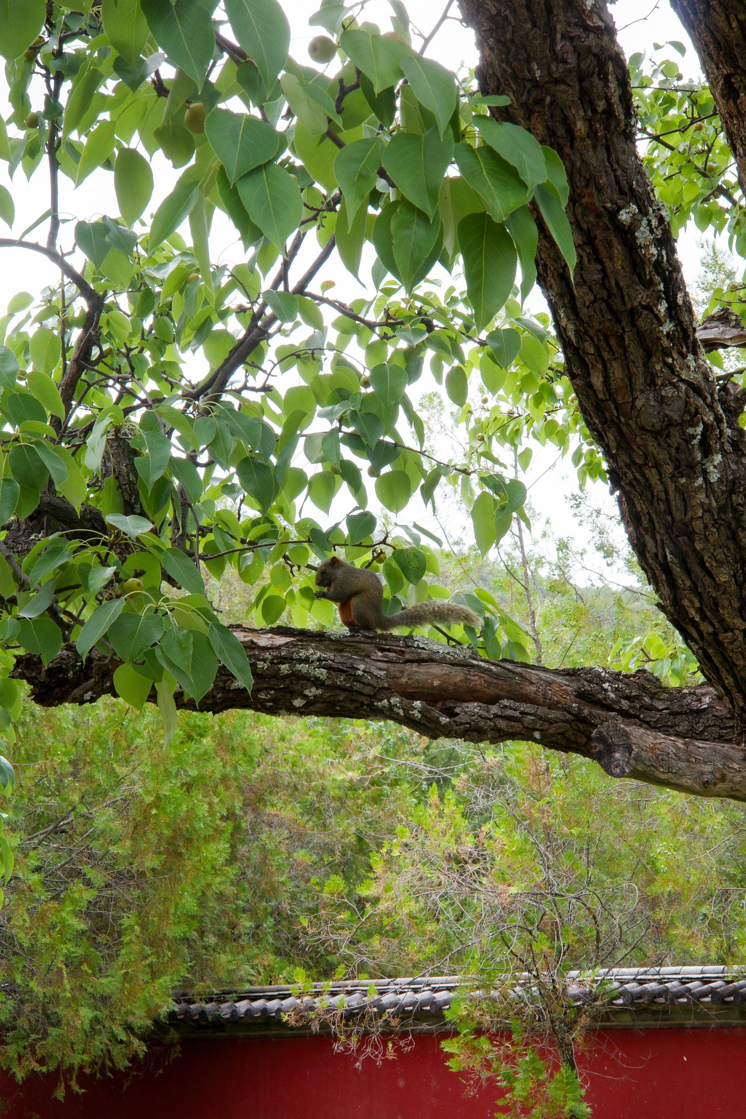 Squirrel on a Branch: Quiet Moment Above a Red-Walled Courtyard