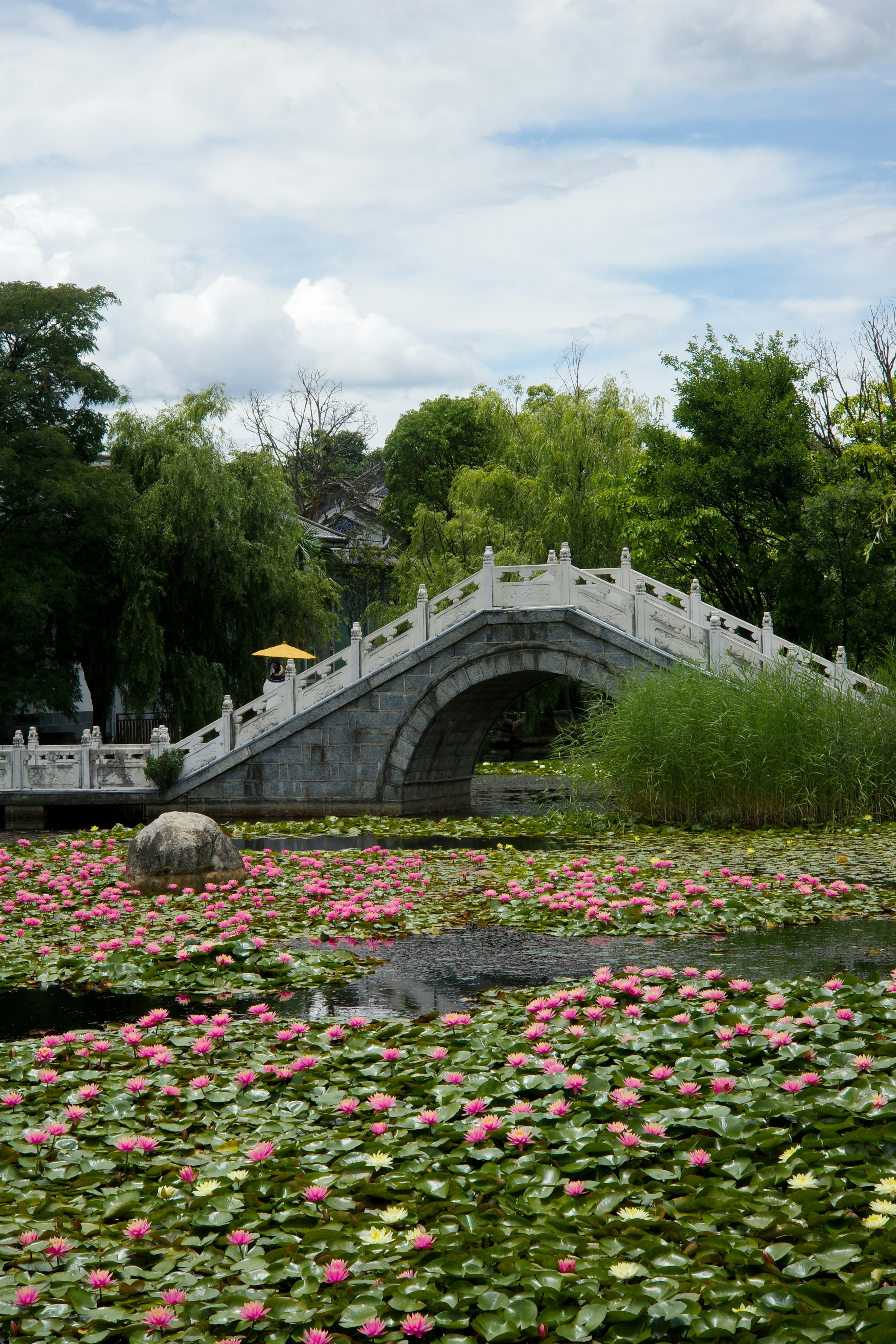 Stone Bridge Over a Pond of Pink Water Lilies