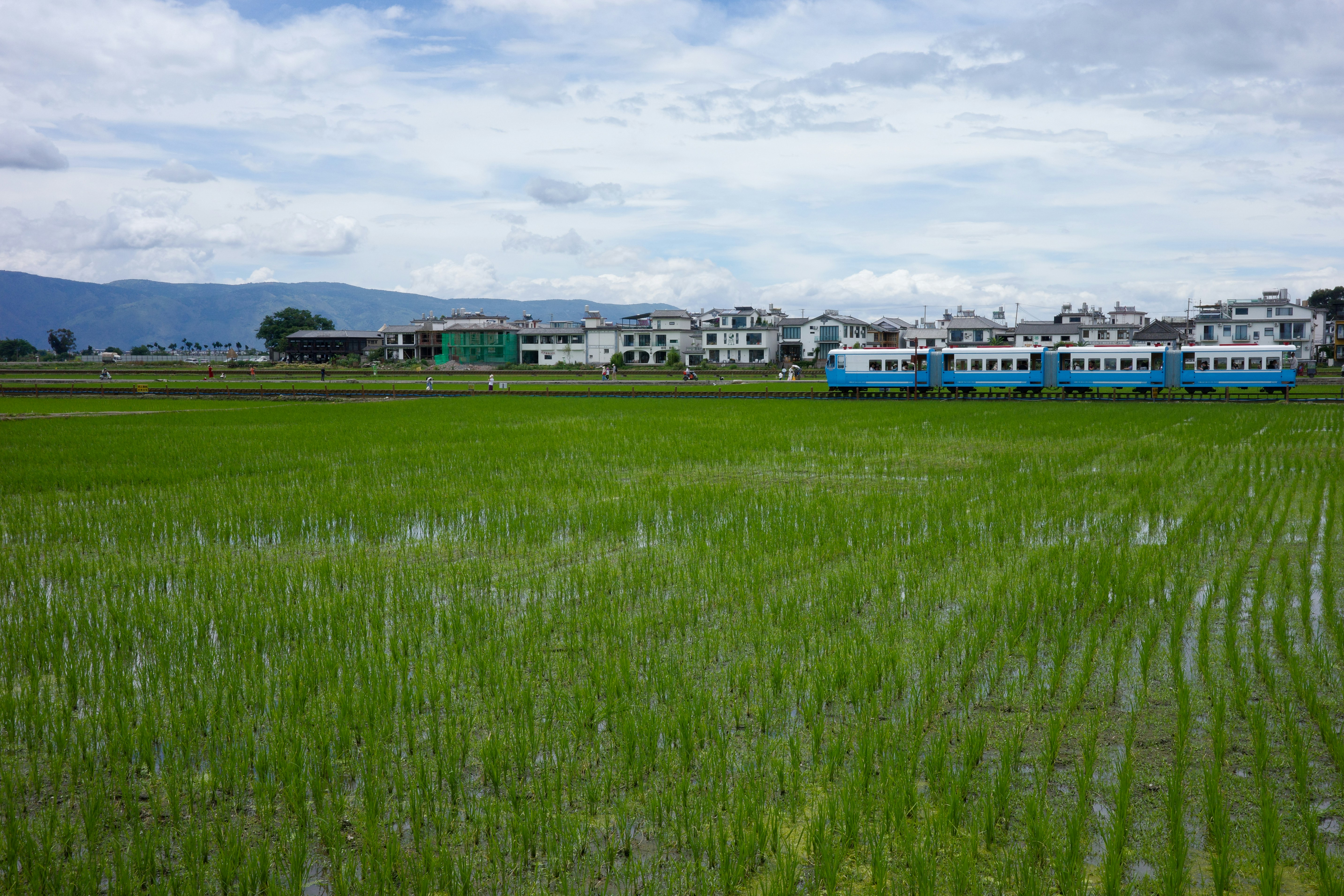 Verdant Rice Field Meets a Line of Blue Trains