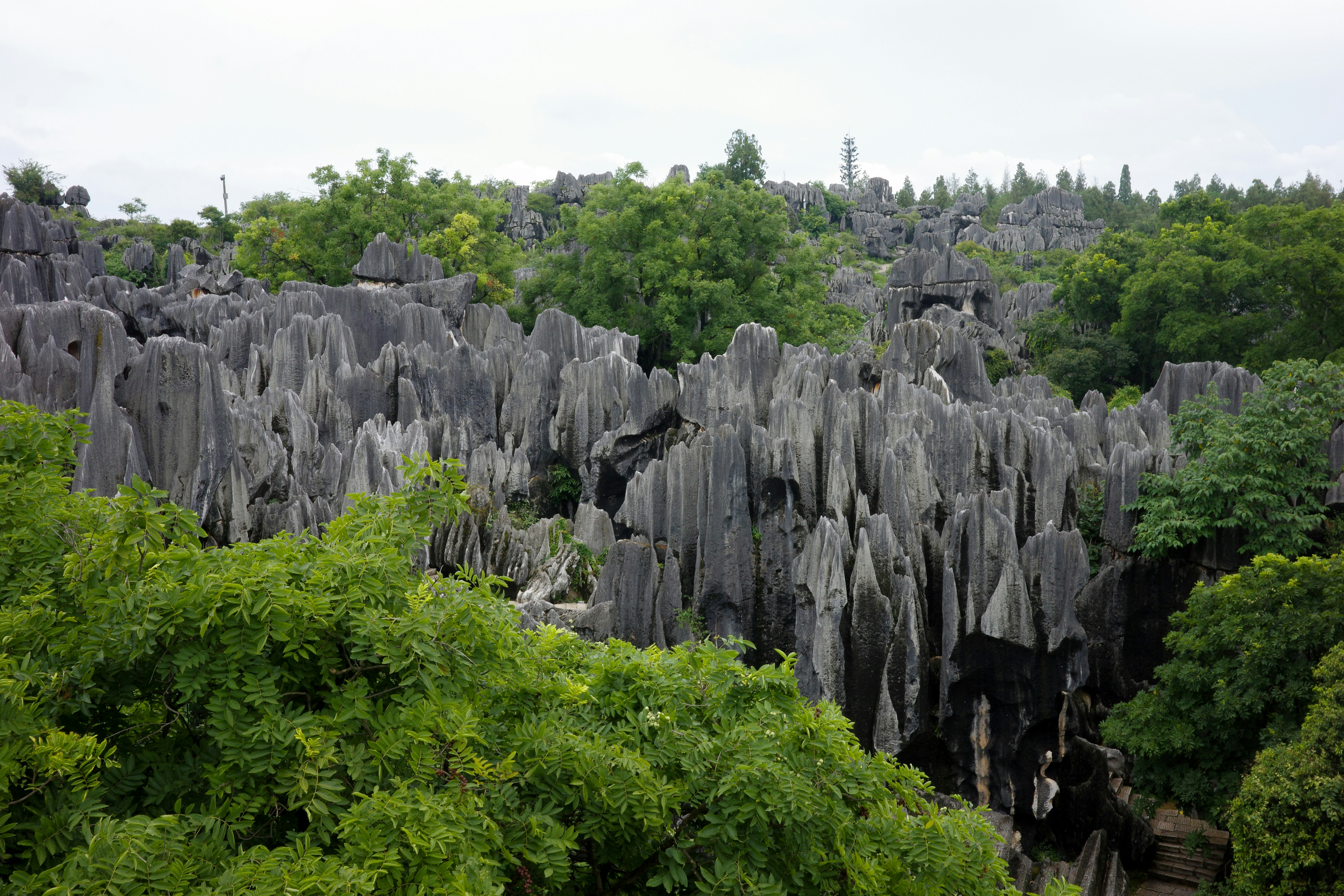 Stone Forest Cliffs Surrounded by Green Canopy