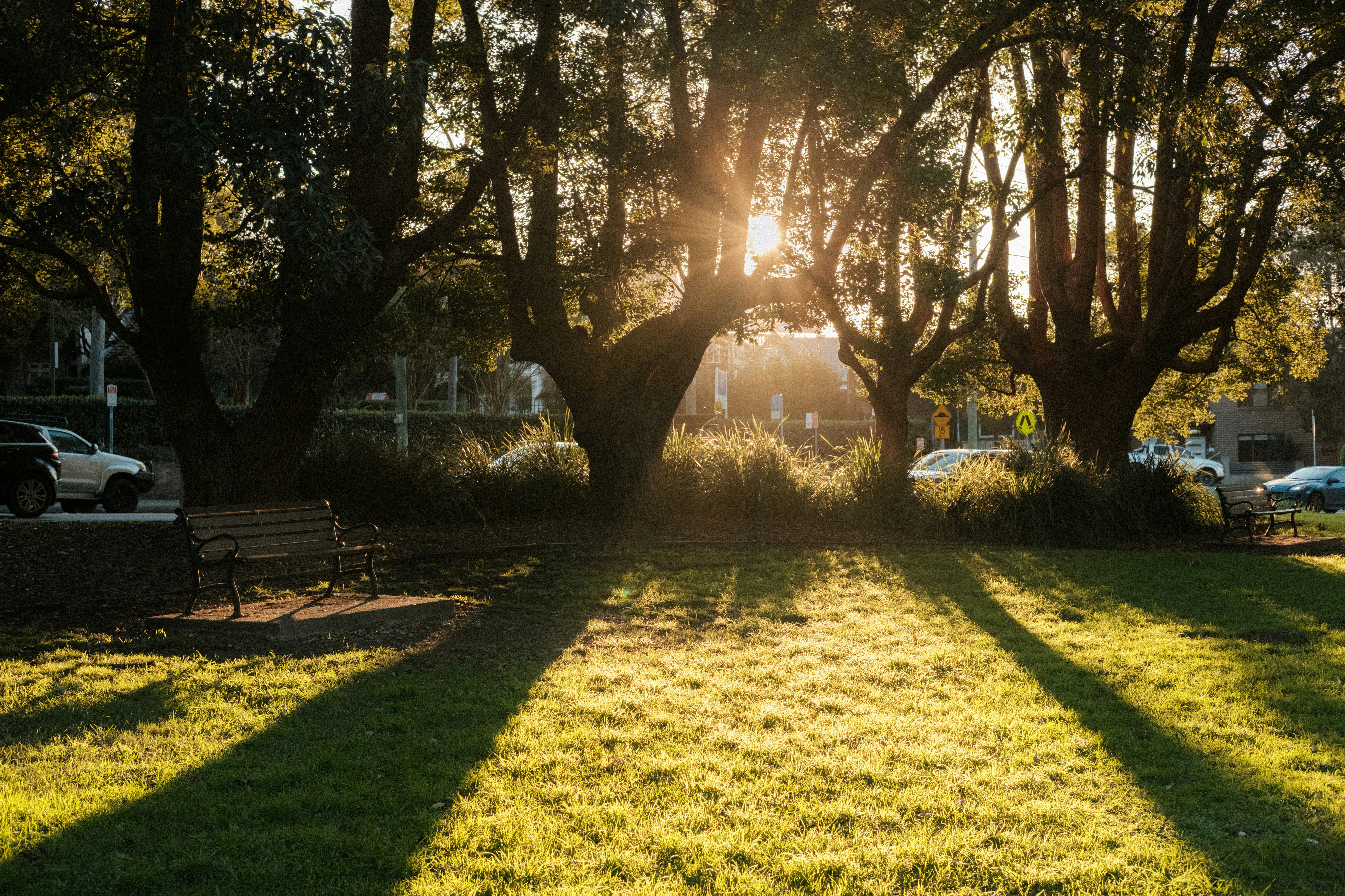 Sunlit Park: Long Shadows and Evening Quiet