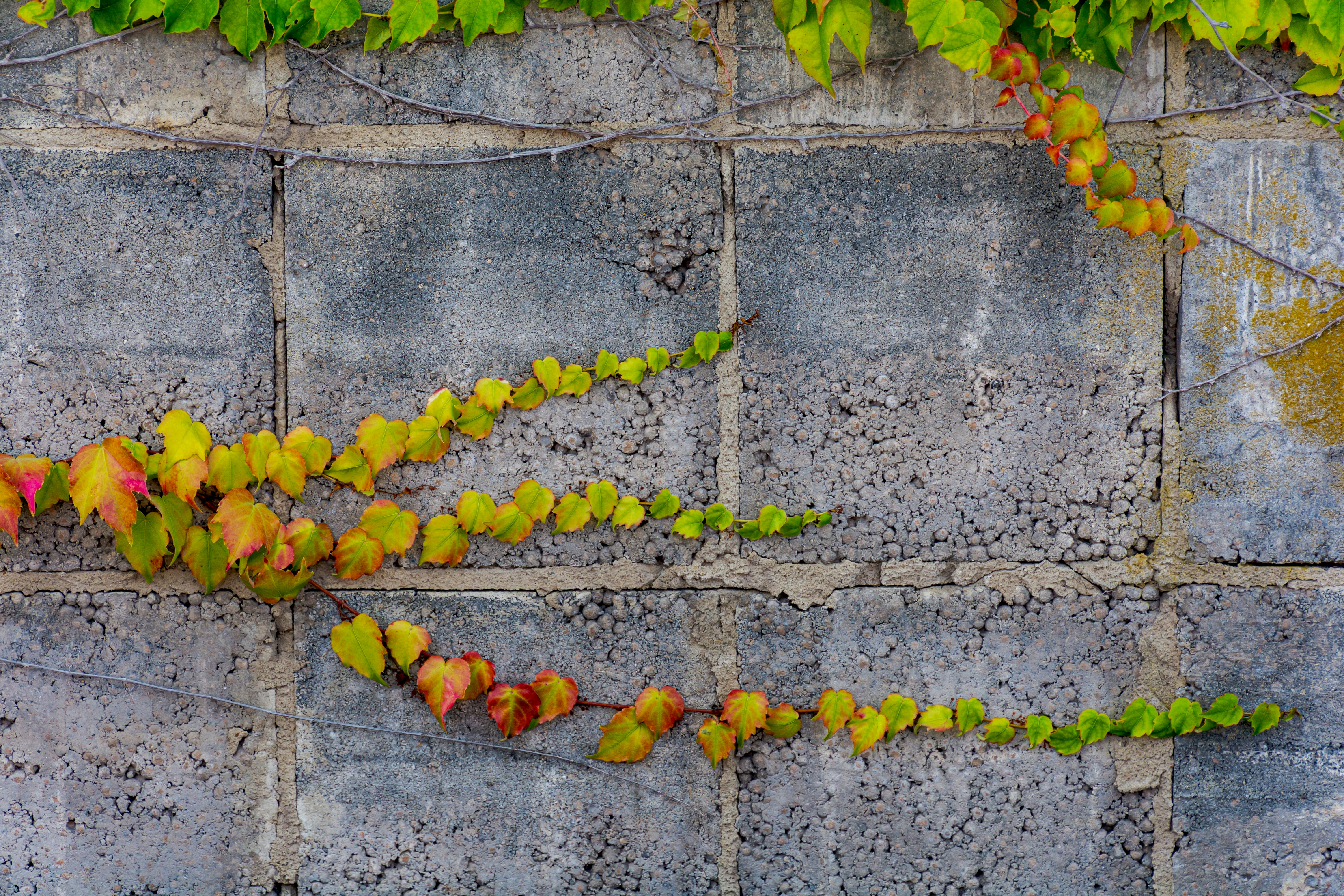 Ivy Orders on a Quiet Concrete Wall