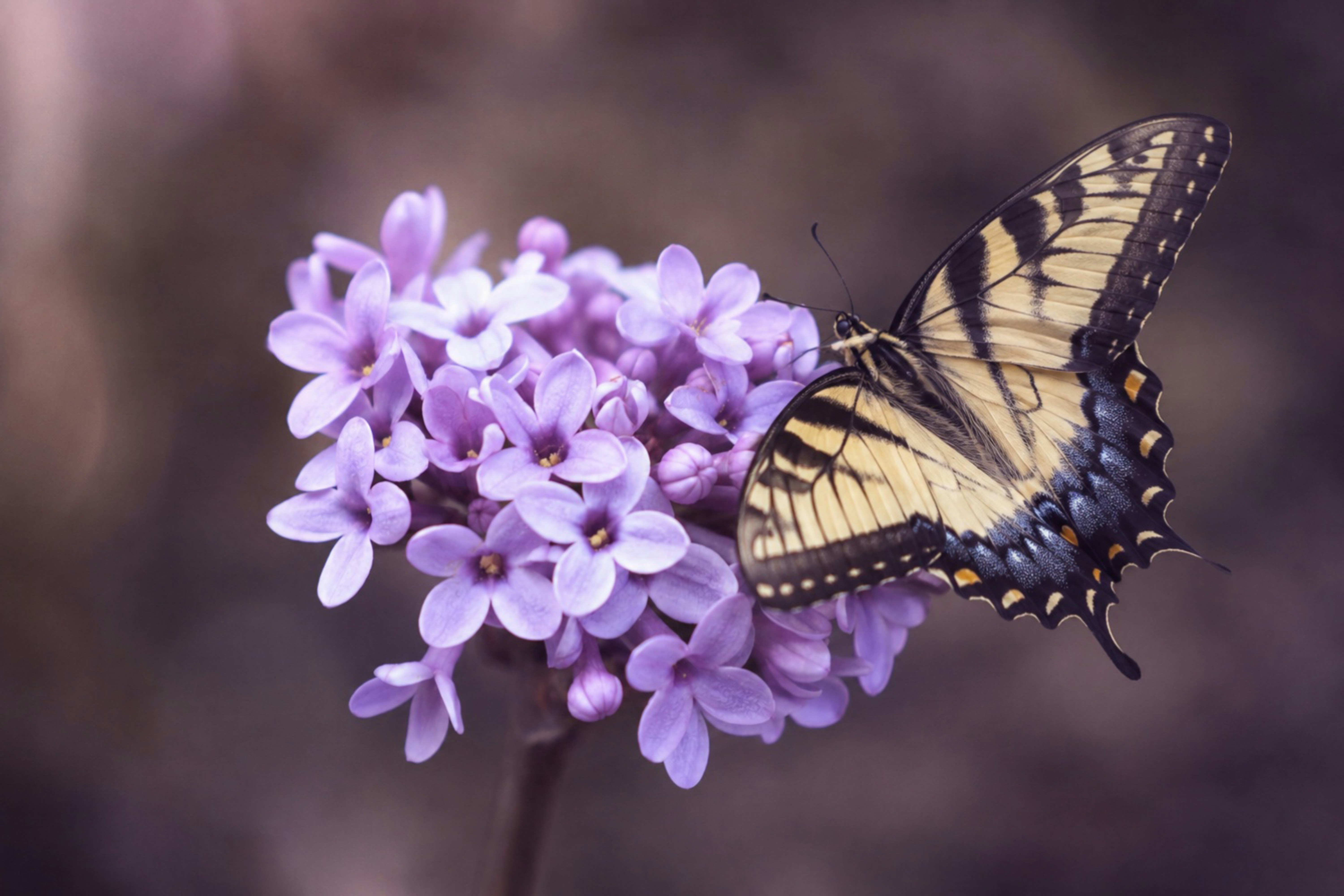 Butterfly Enamel: Violet Blossoms under Gentle Wings