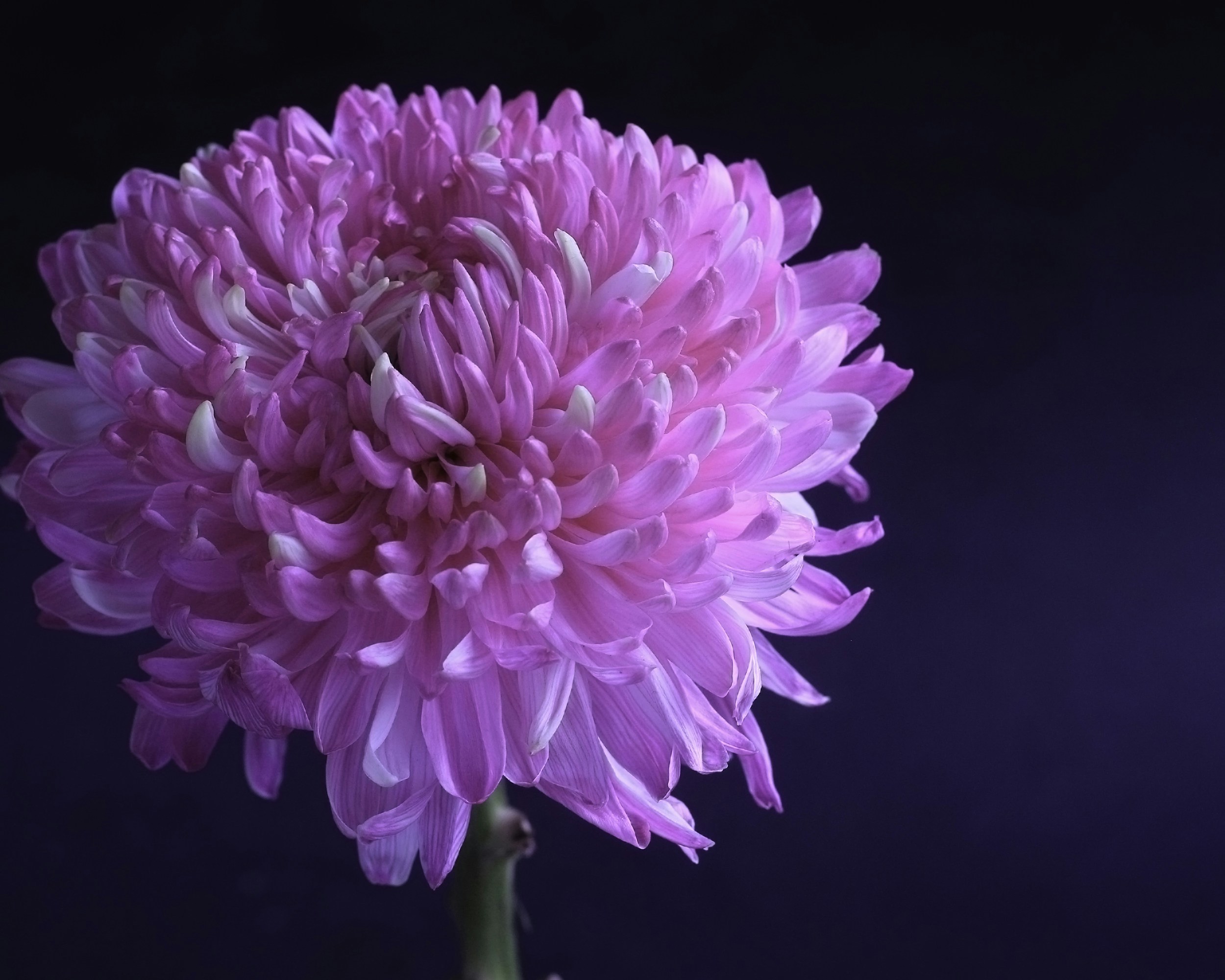 Petal Burst: a vivid pink chrysanthemum against a midnight-blue haze