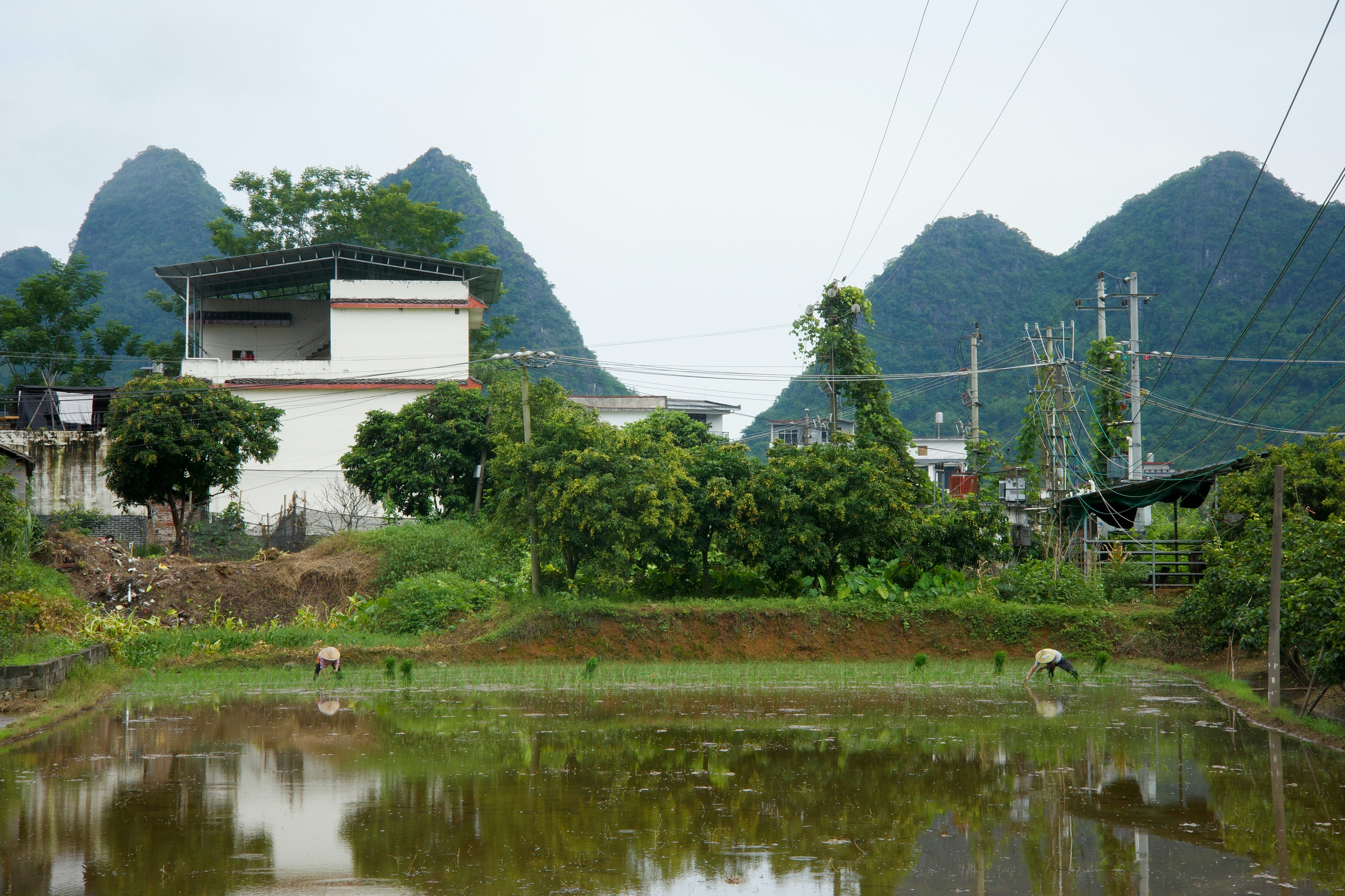 Rice Field Beneath Limestone Peaks