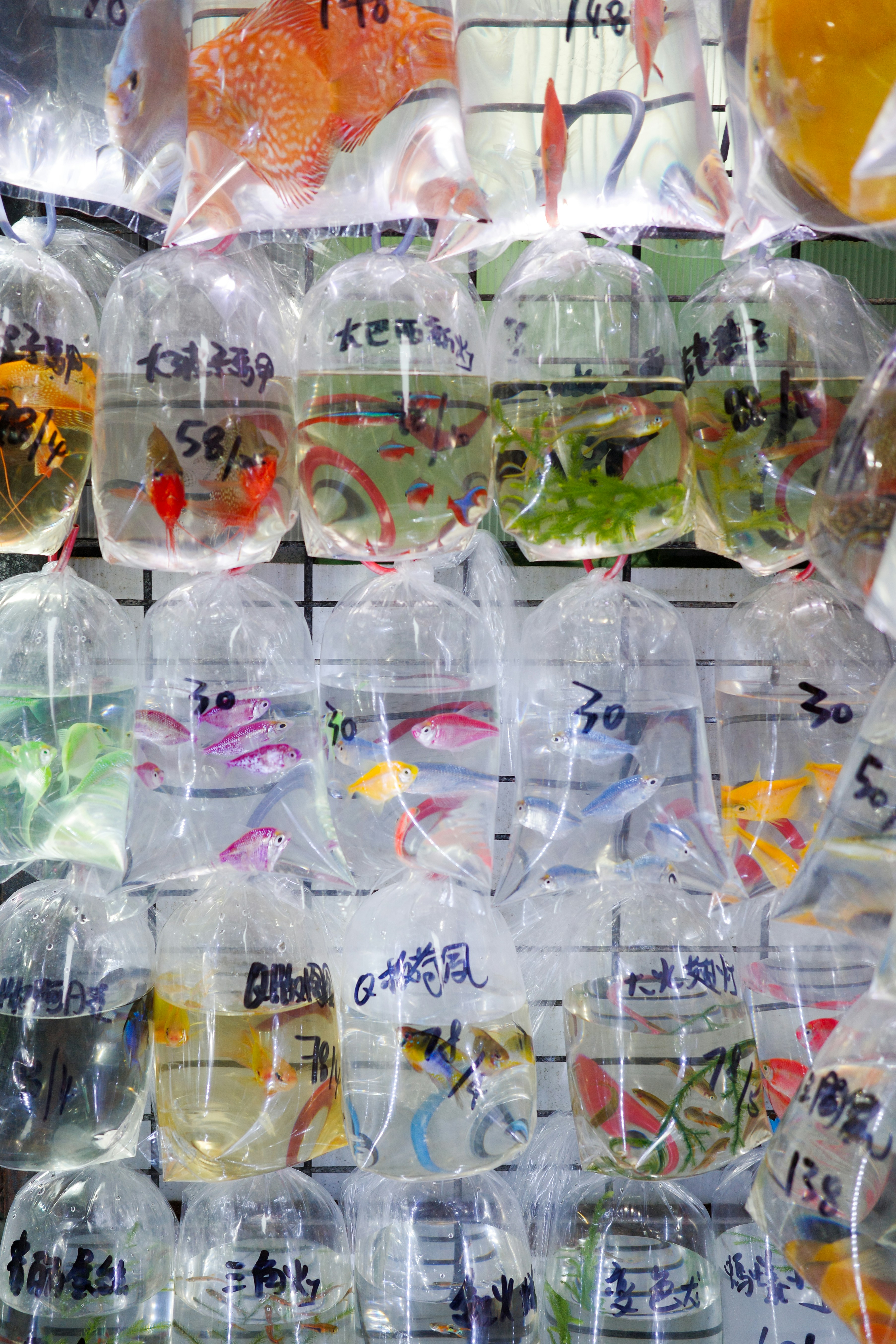 Nested Lemons: A Tangle of Colorful Fish in Clear Bags