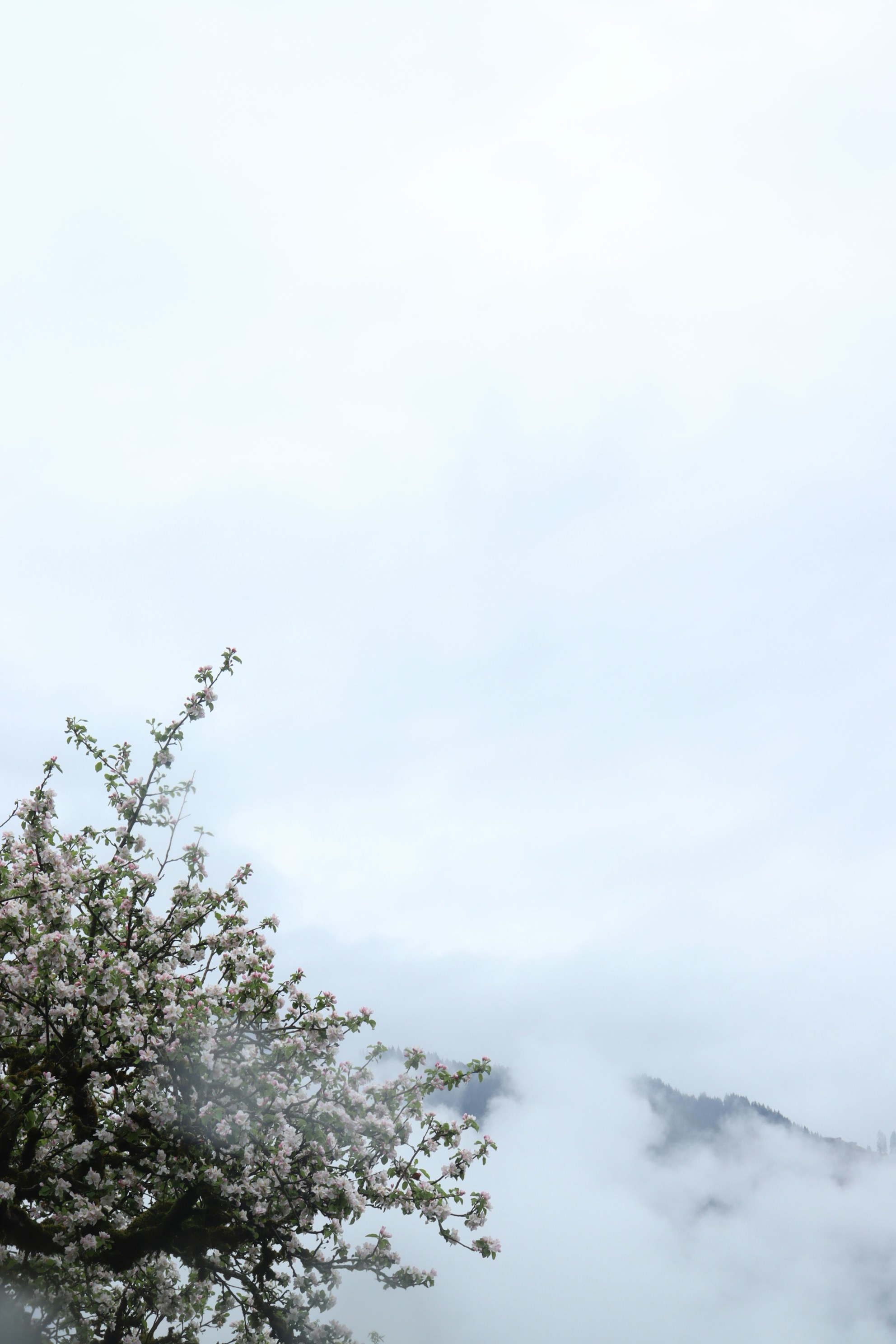 Blossoms Against a Misty Mountain Sky
