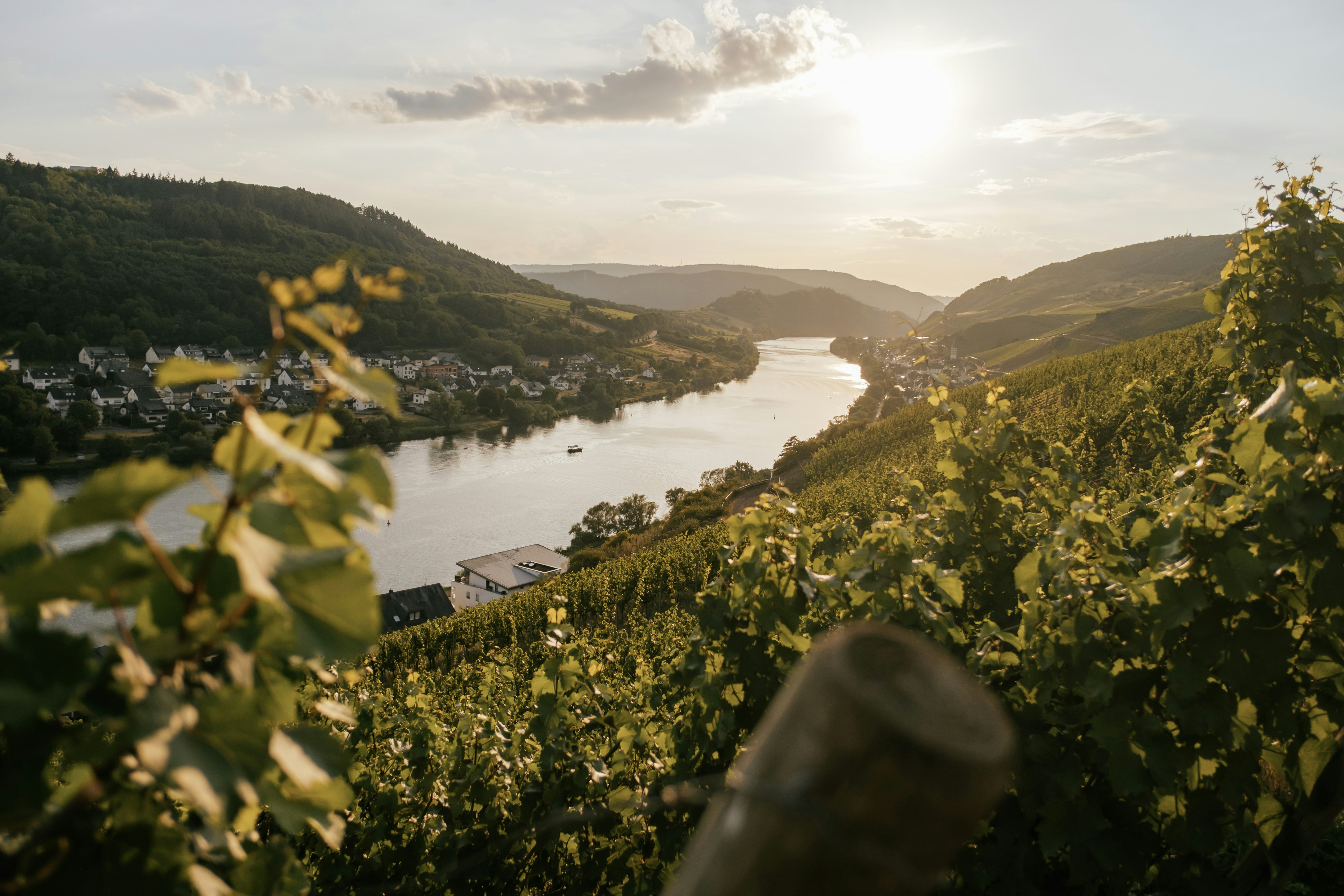 Sunlit Vineyard Over the River Valley at Golden Hour