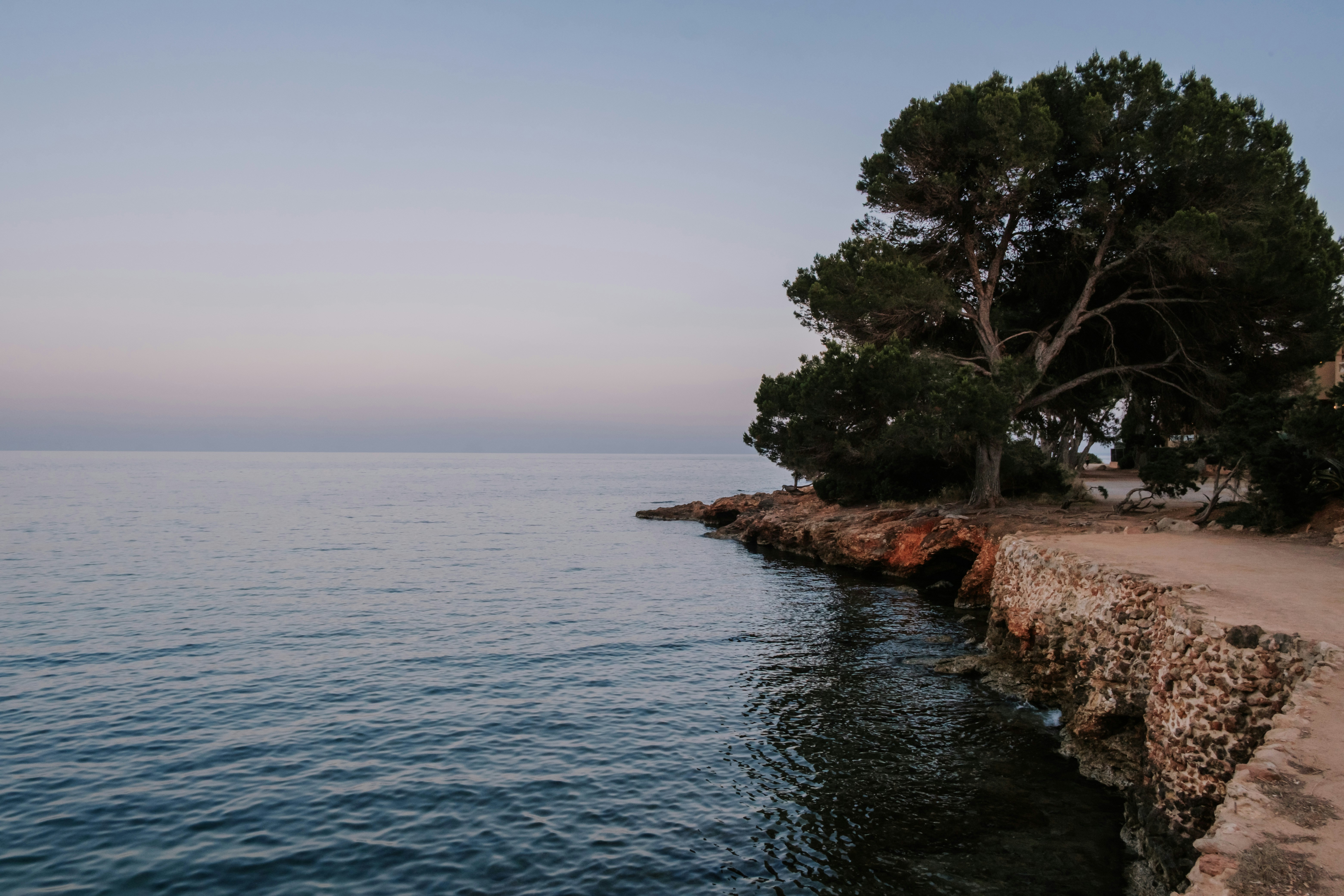 Coastal Cliff Edge with Wind-Sculpted Pine