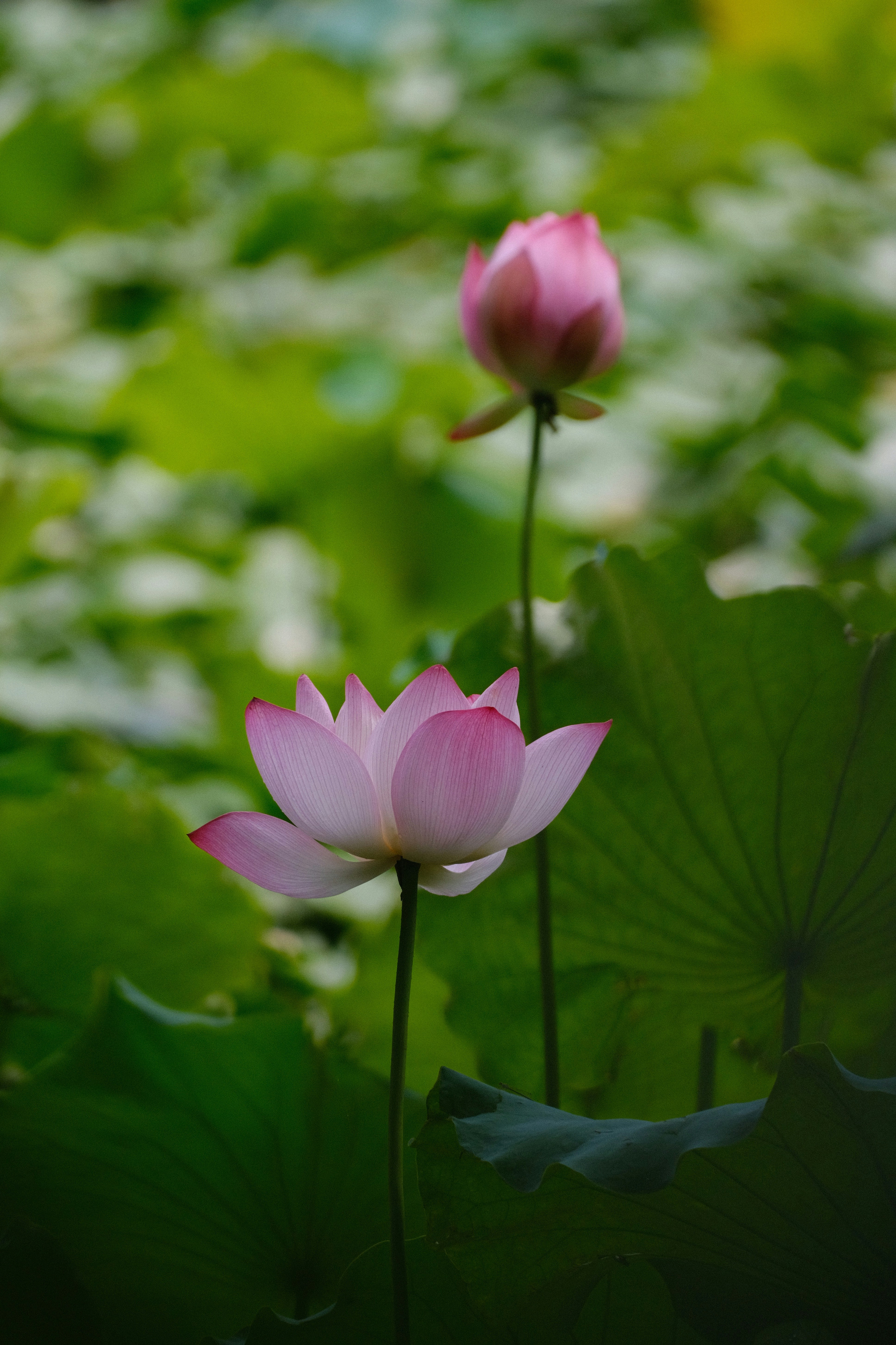 Pink lotus in soft green glow with a distant bud