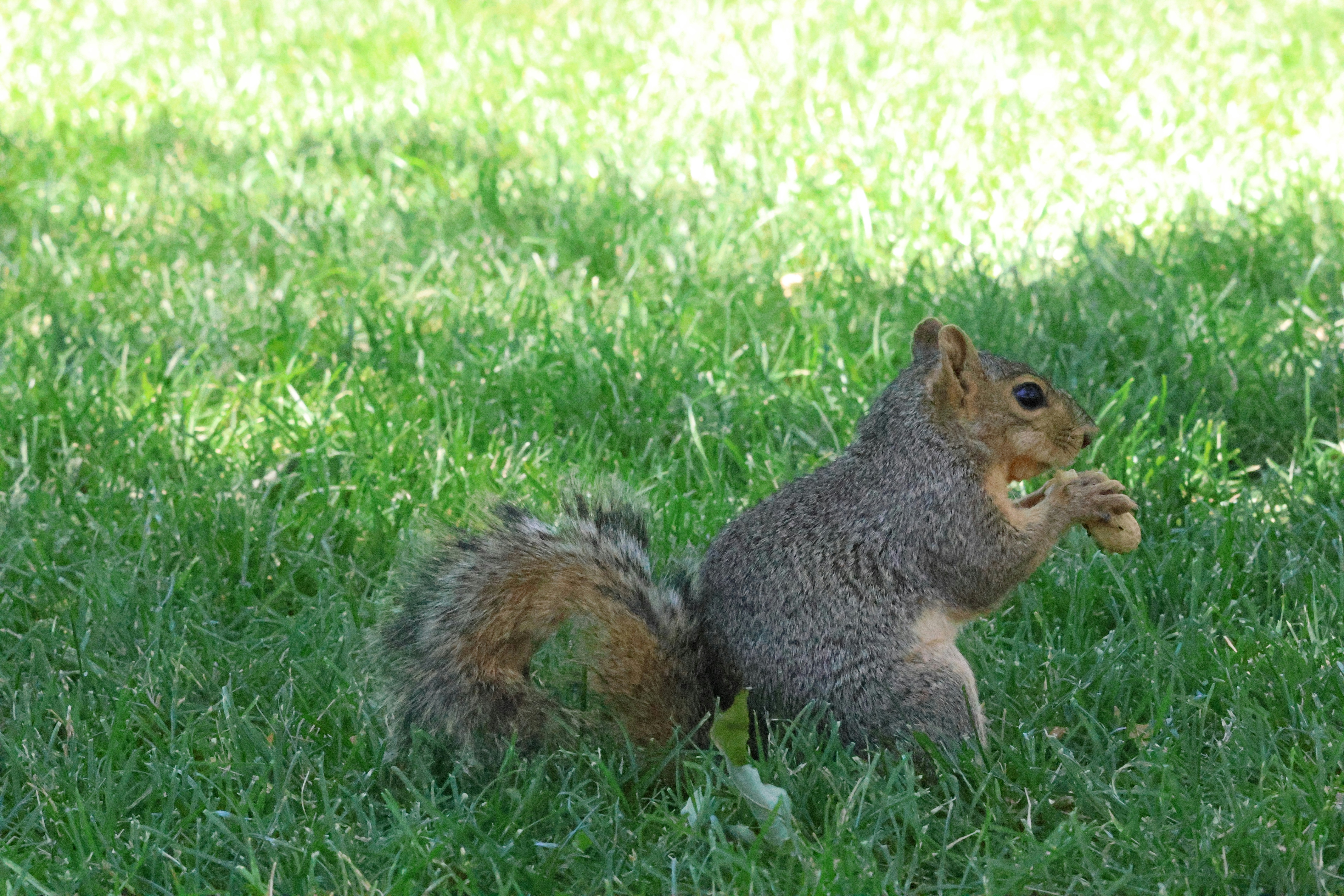 Nut-scarred Squirrel Quarters in Sunlit Park