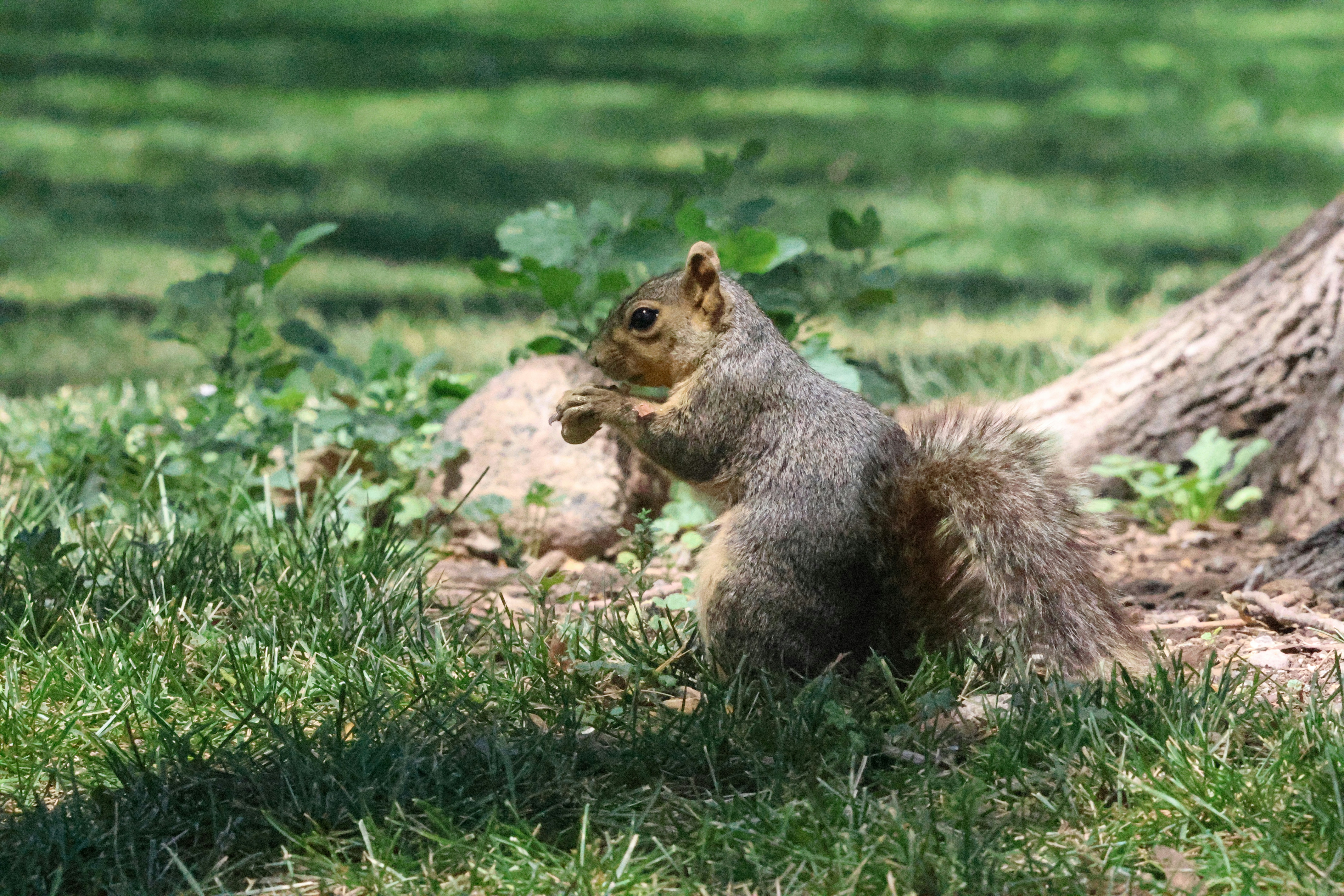 Nutcracker Squirrel in a Quiet Park Moment