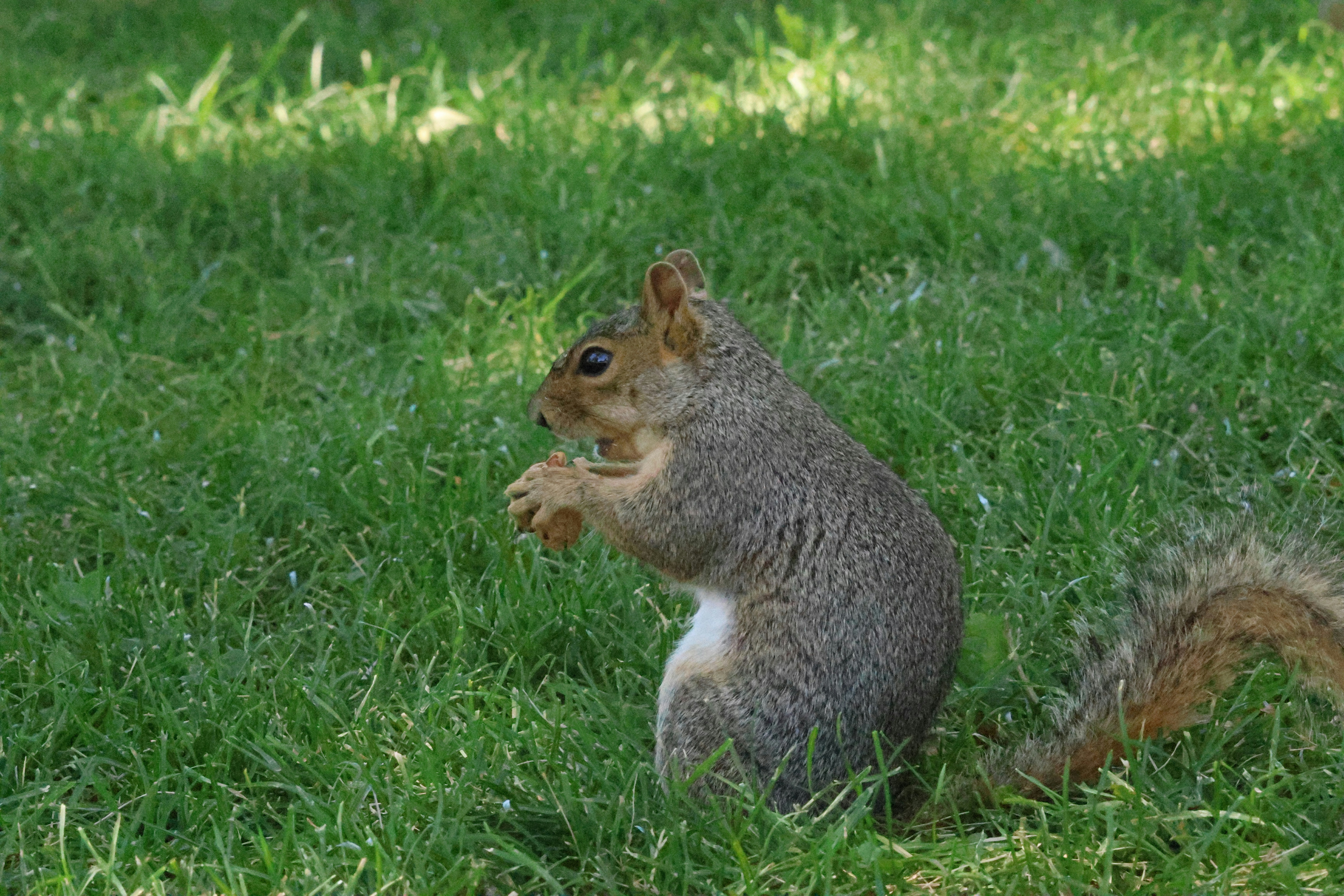 Tail in Motion: A Squirrel Pause on Grassy Stage