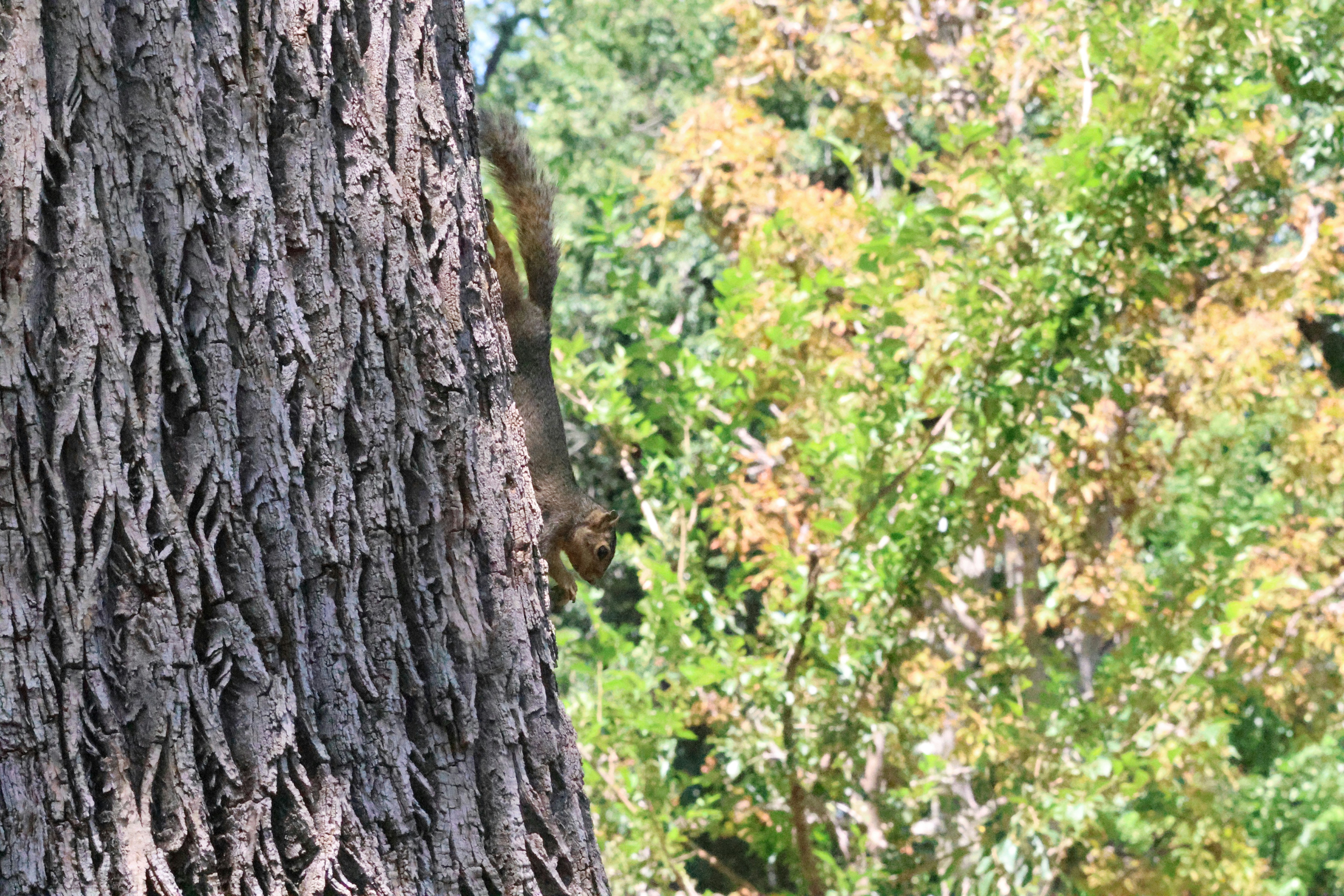 Bark Texture and Hidden Squirrel: A Quiet Moment at the Tree Trunk