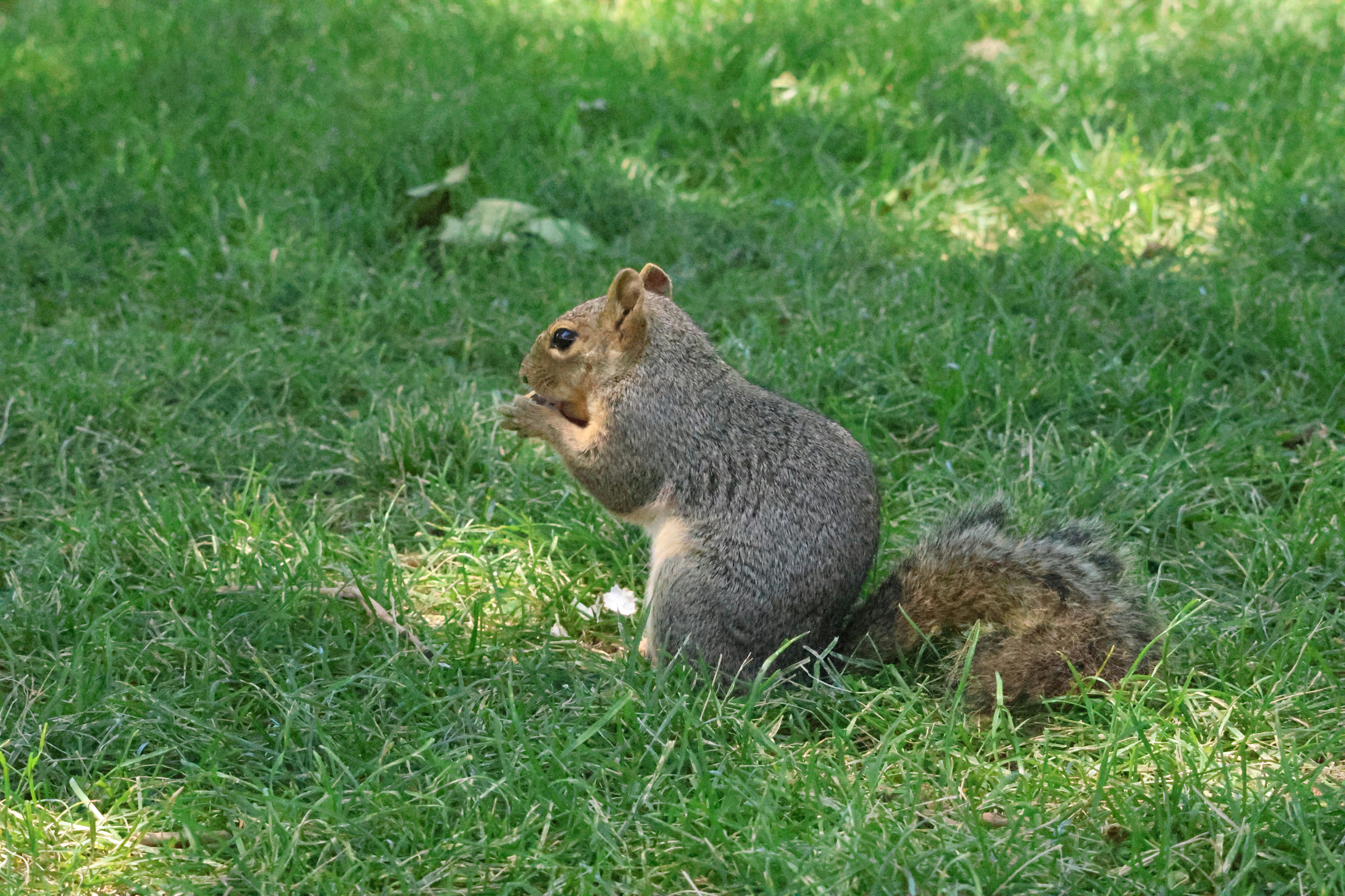 Quiet Squirrel Pause in a Sunlit Lawn