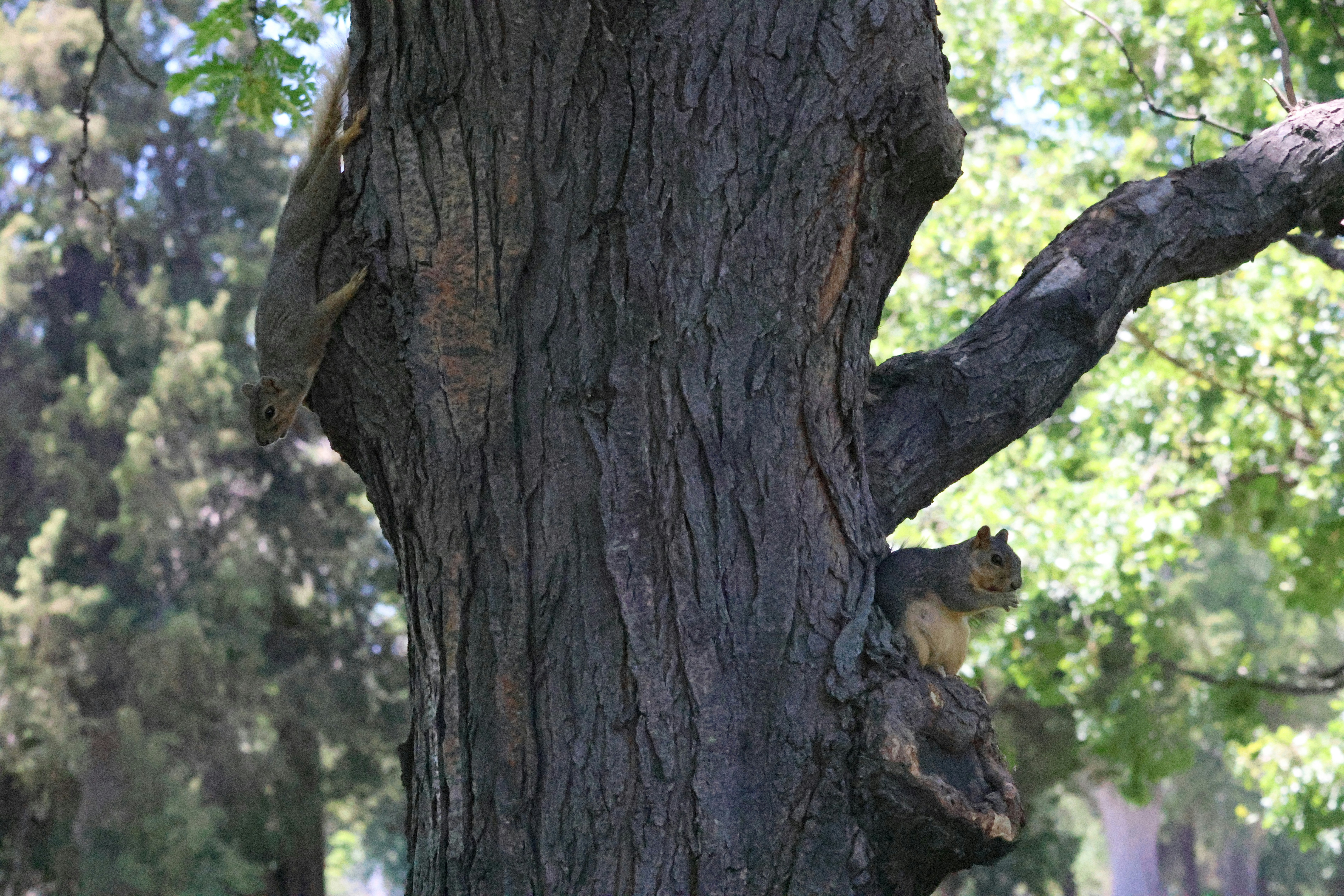 Squirrel Sentinel in the Branches