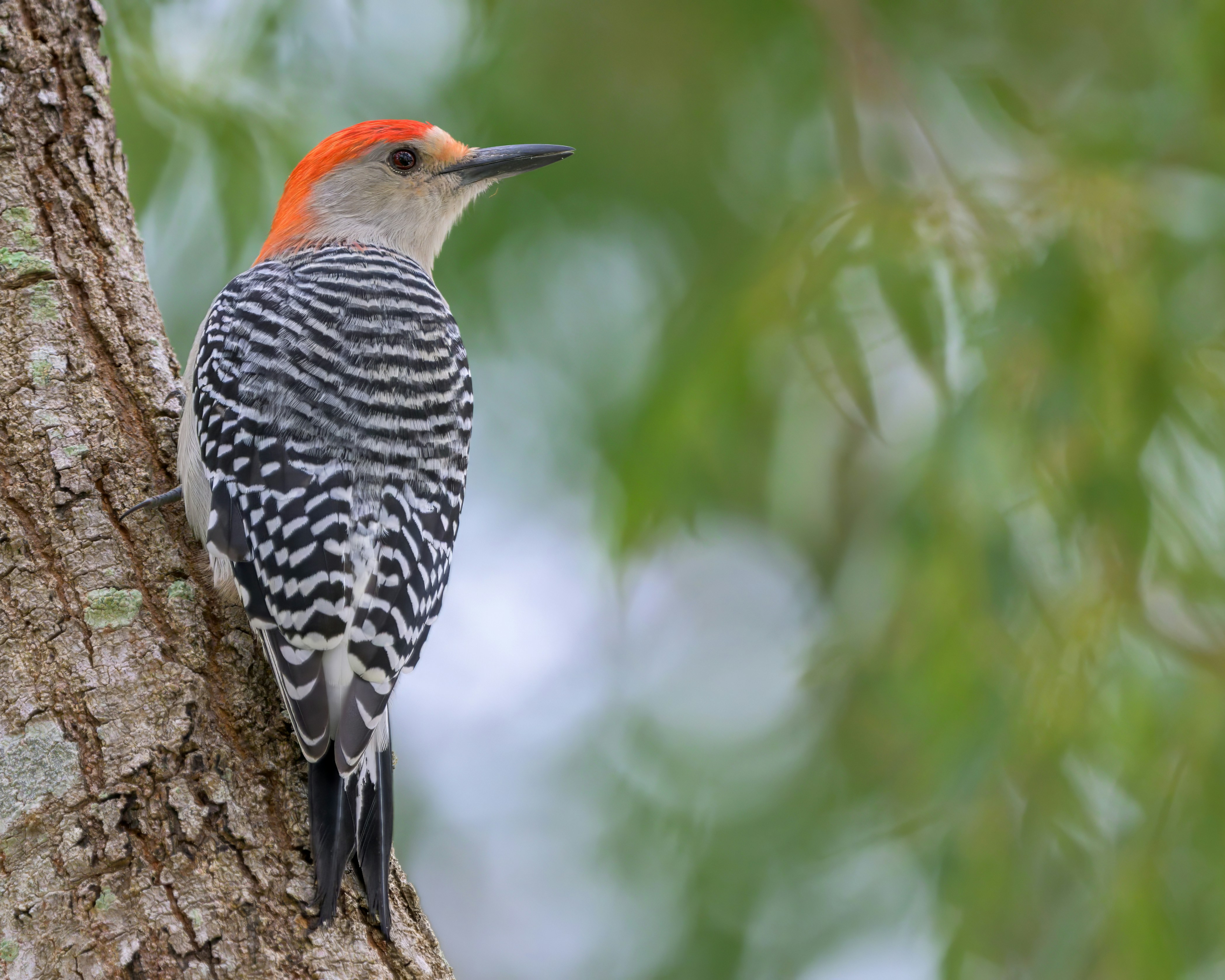 Red-bellied woodpecker perched on a tree trunk amid soft green background; sharp focus on head and plumage, with blurred foliage.