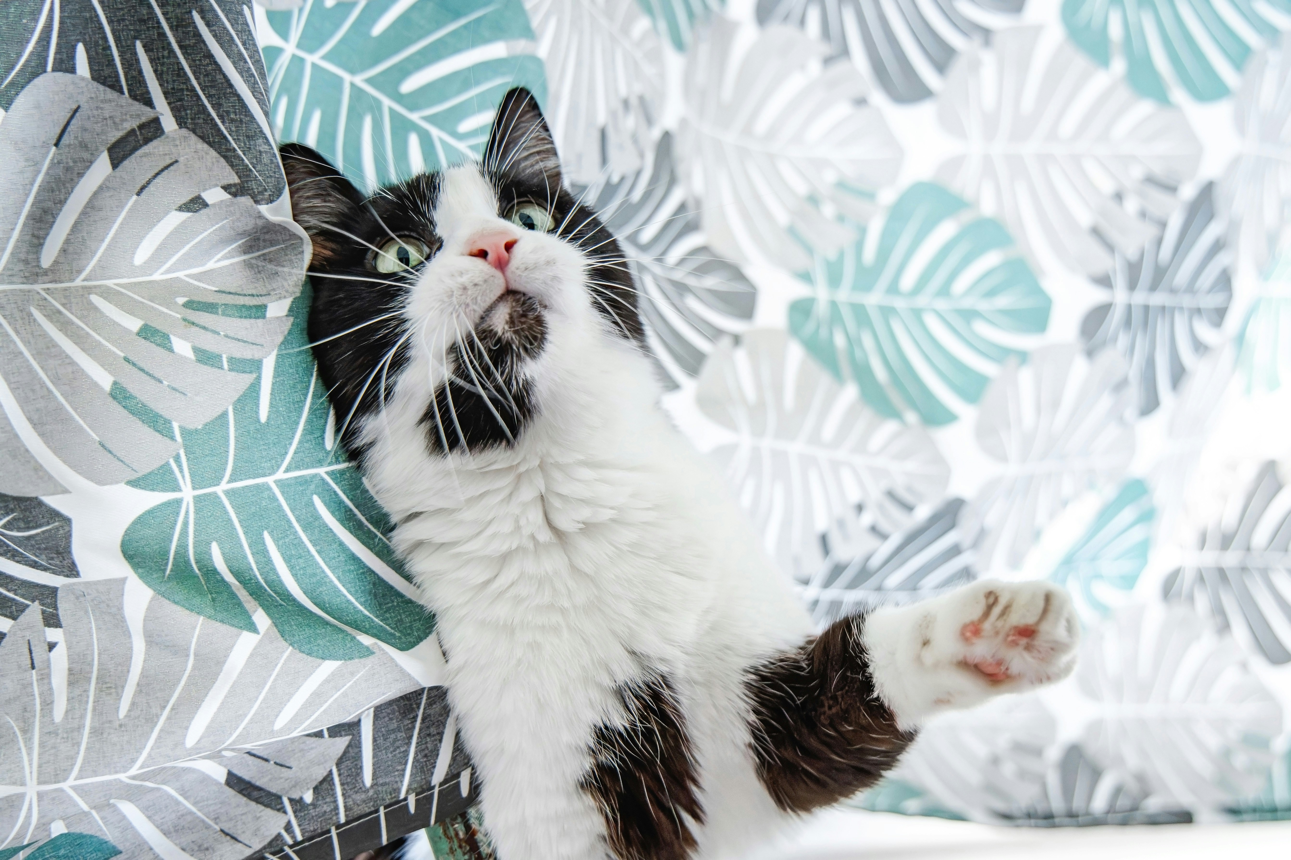 A white-and-black cat lies on its back among tropical-patterned fabric, reaching one paw upward with a curious face visible against the leafy backdrop.
