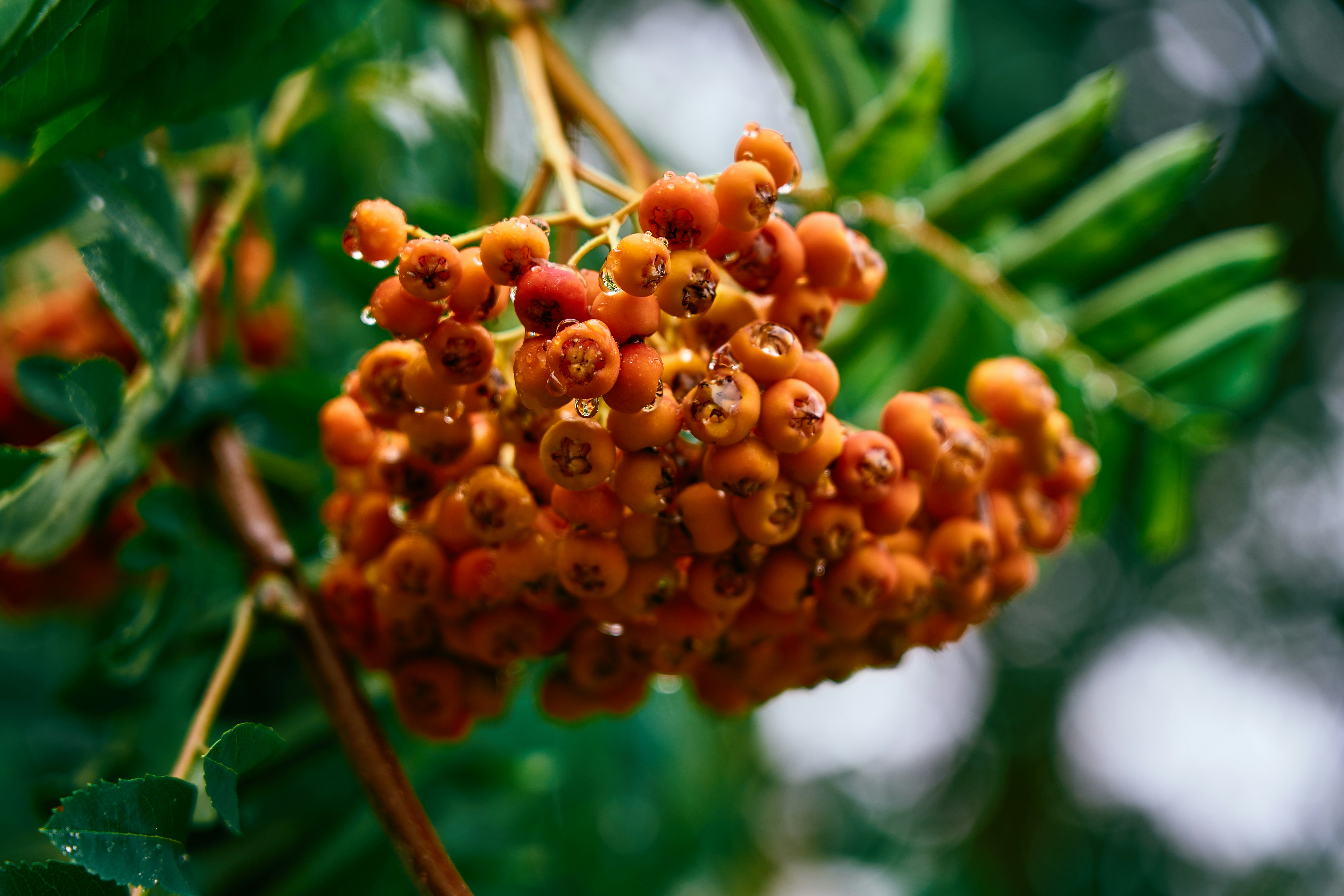 Orange berry cluster in a lush green canopy